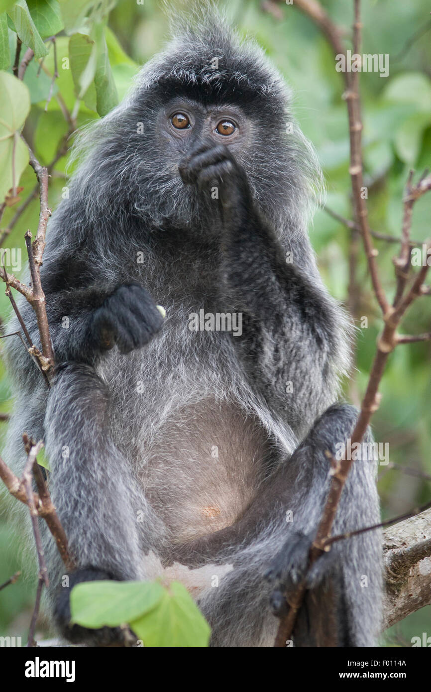 Silvery langur trachypithecus cristatus hi-res stock photography and ...