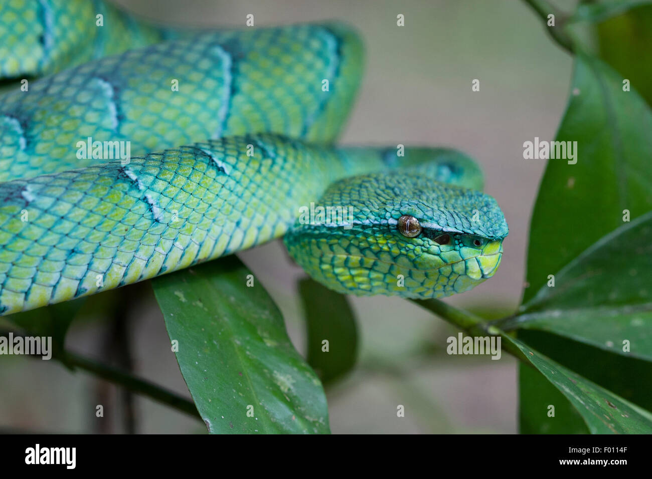 Temple pit viper hi-res stock photography and images - Alamy