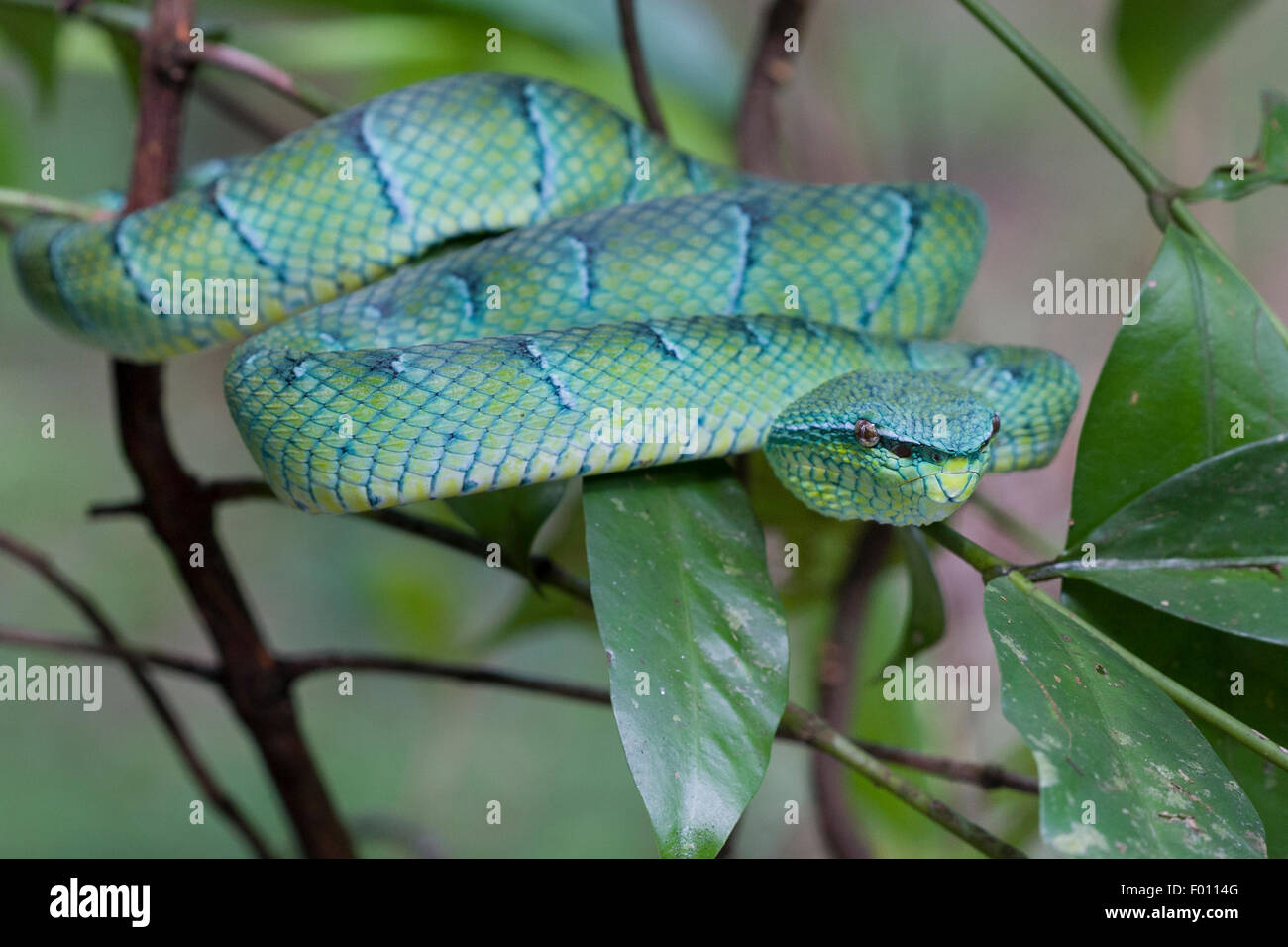Pit viper hi-res stock photography and images - Alamy