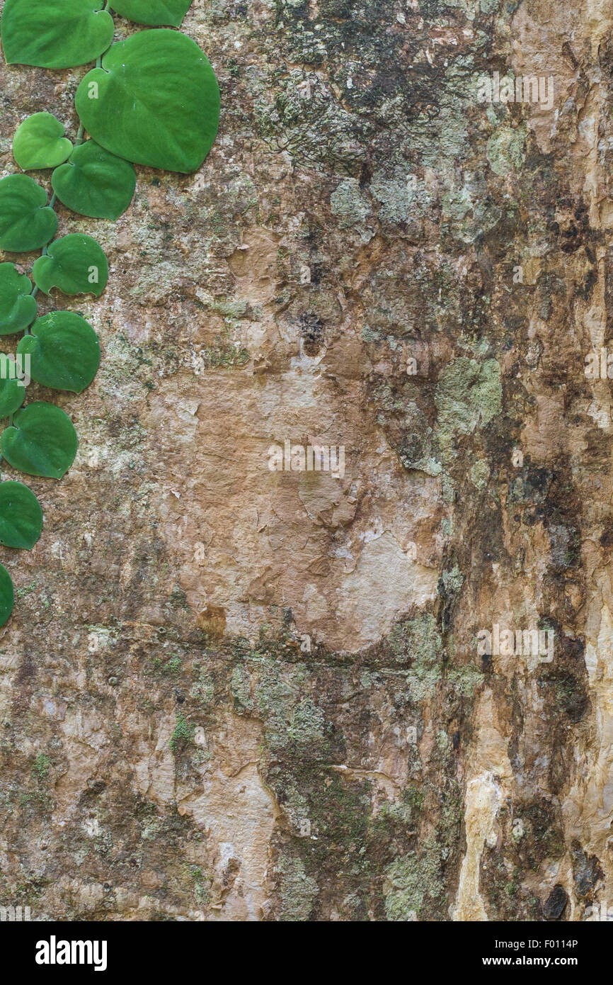 Bare patch of bark framed by short segment of vine Stock Photo - Alamy