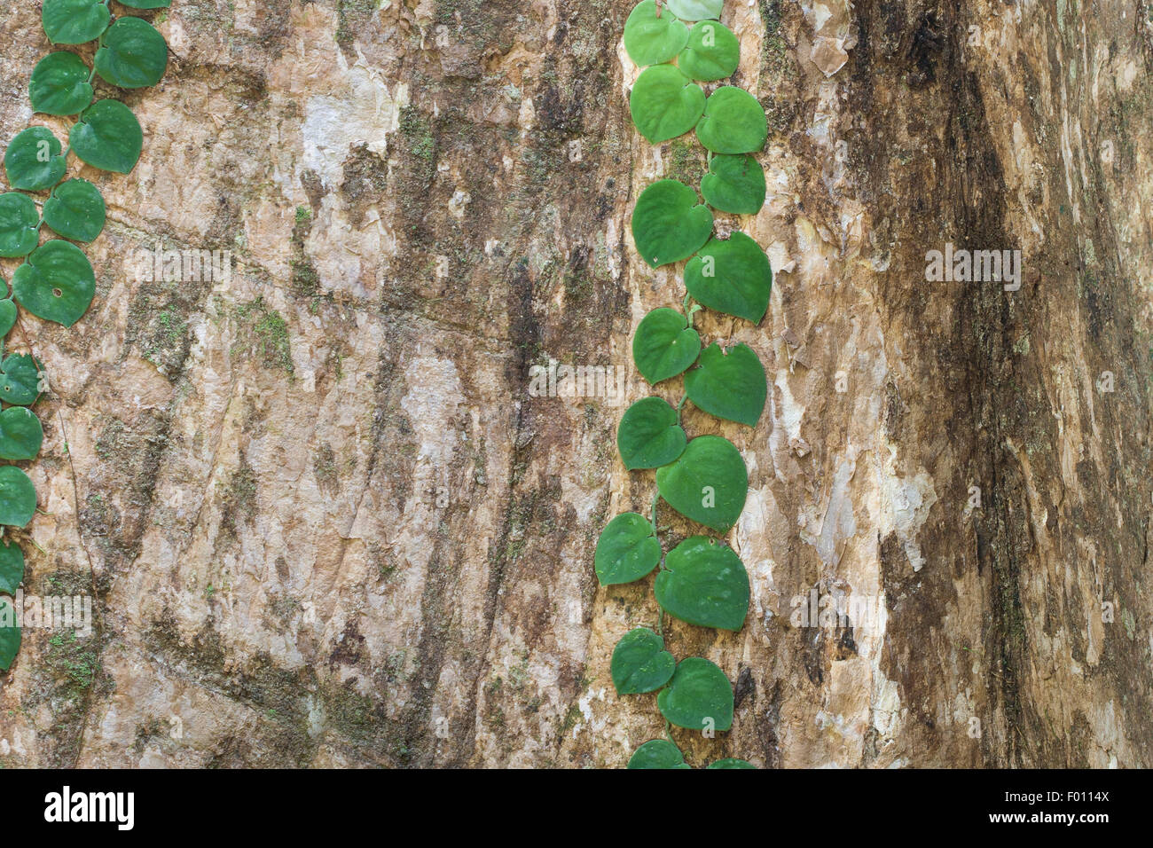 Bare patch of bark with a couple segments of vine Stock Photo - Alamy