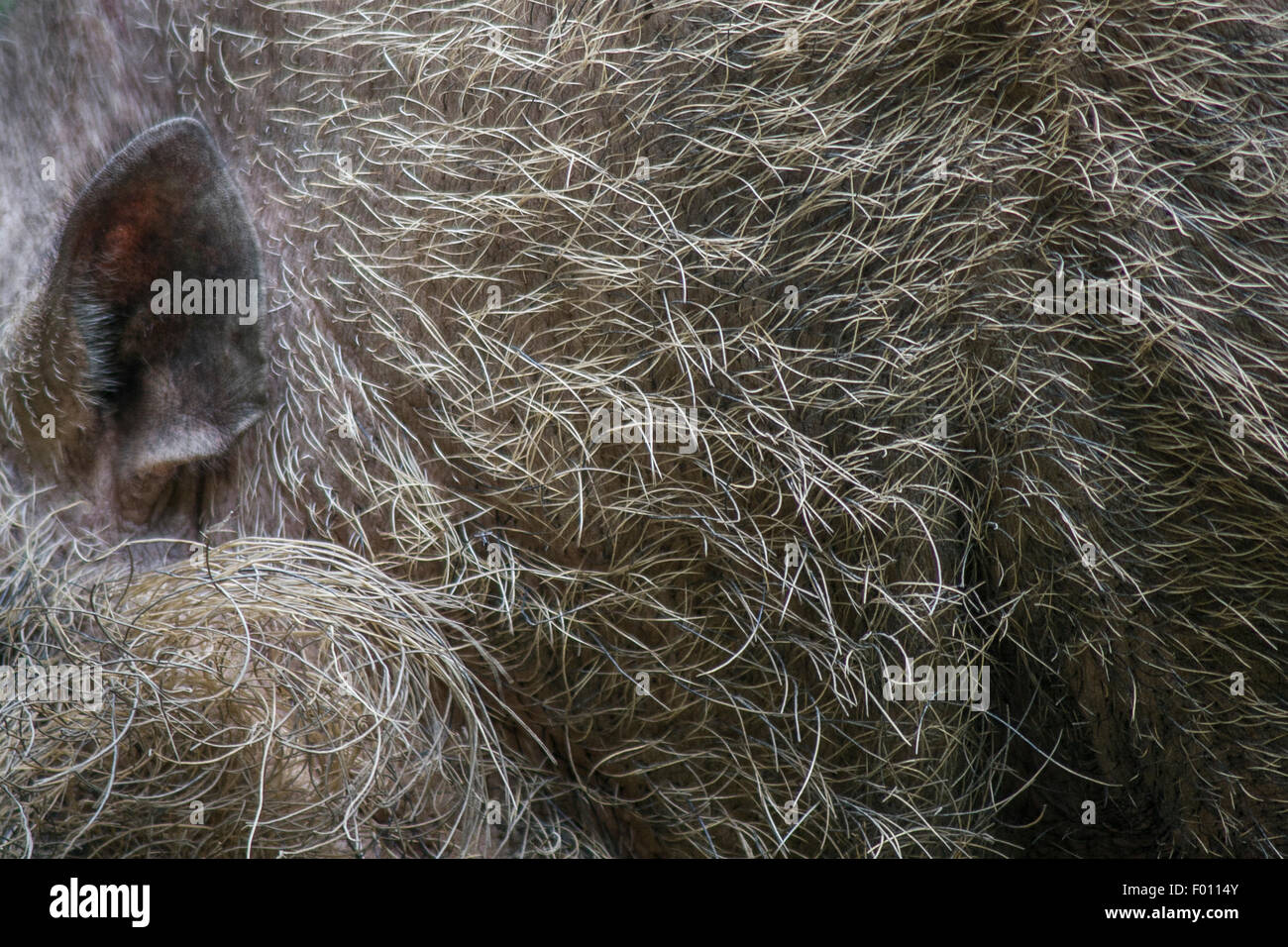 Close up of the ear and flank of a Bornean bearded pig (Sus barbatus ...