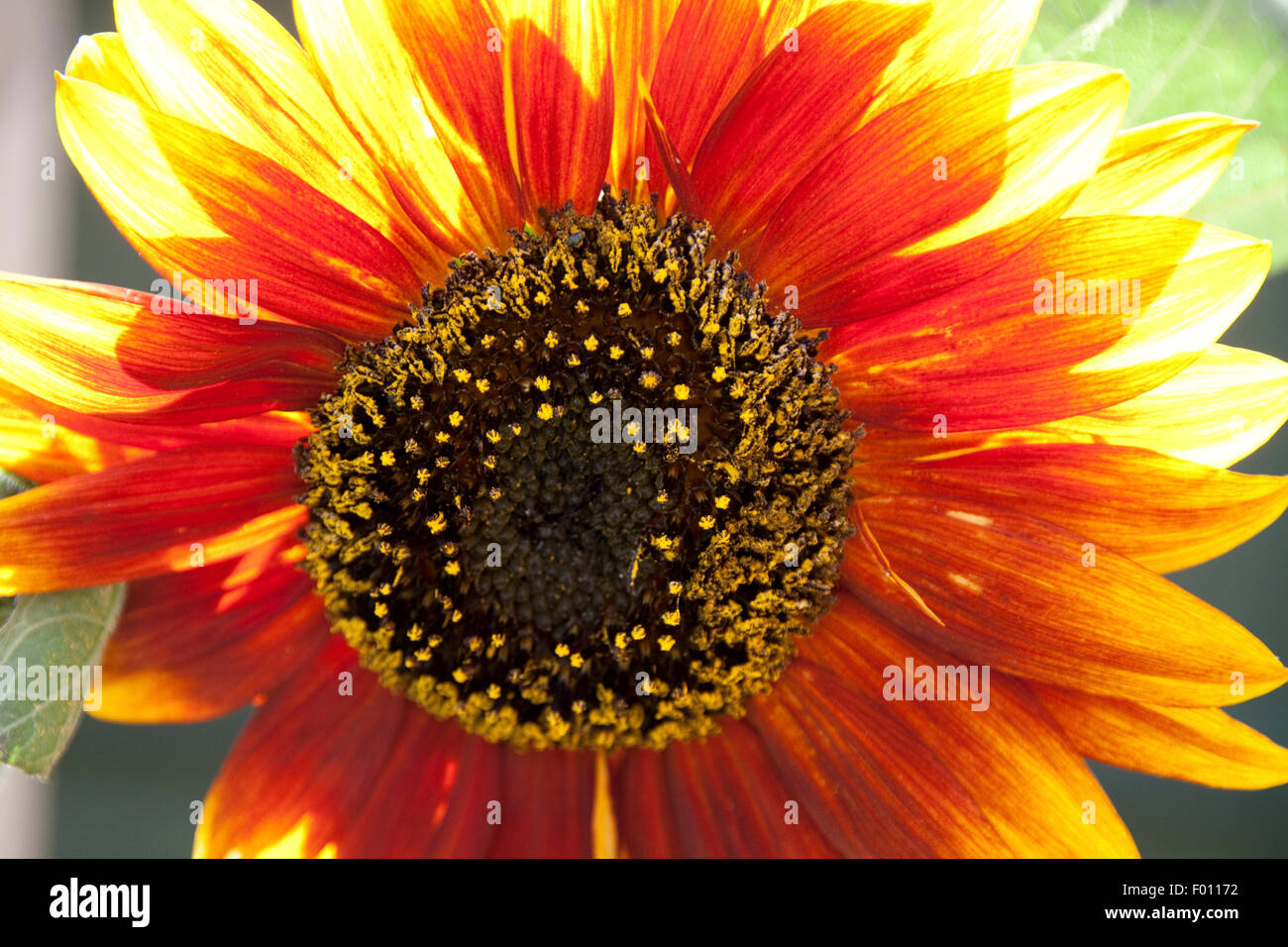 Maroon sunflower hi-res stock photography and images - Alamy