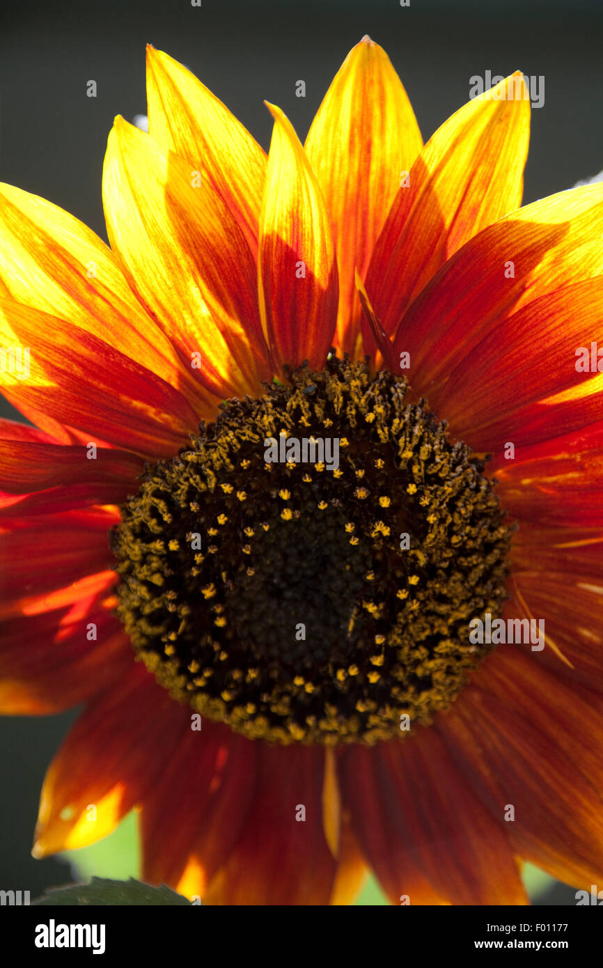 Maroon sunflower hi-res stock photography and images - Alamy