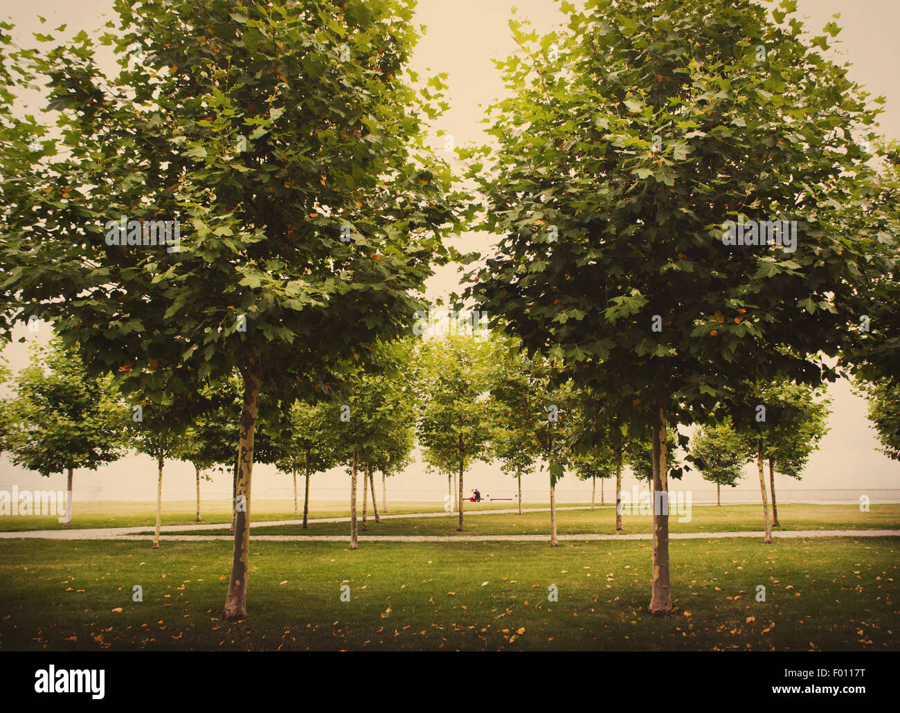 Trees in natural park hi-res stock photography and images - Alamy