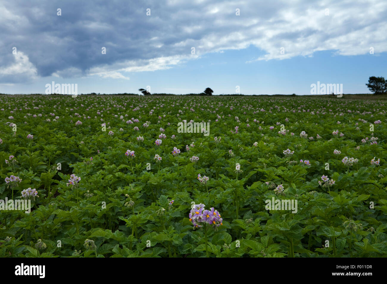 Farmscape hi-res stock photography and images - Alamy