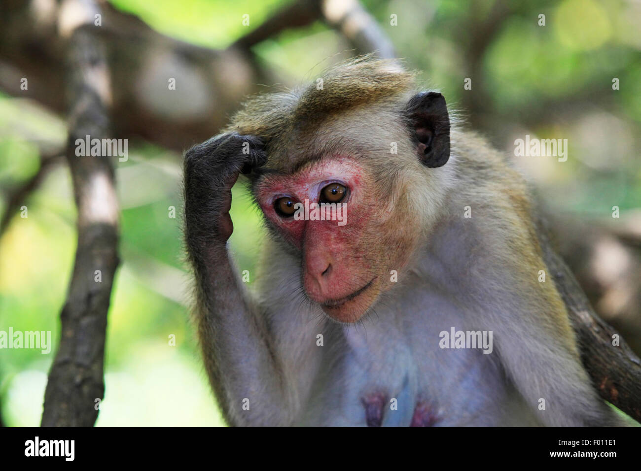 Portrait of the monkey with an amusing grimace Stock Photo - Alamy