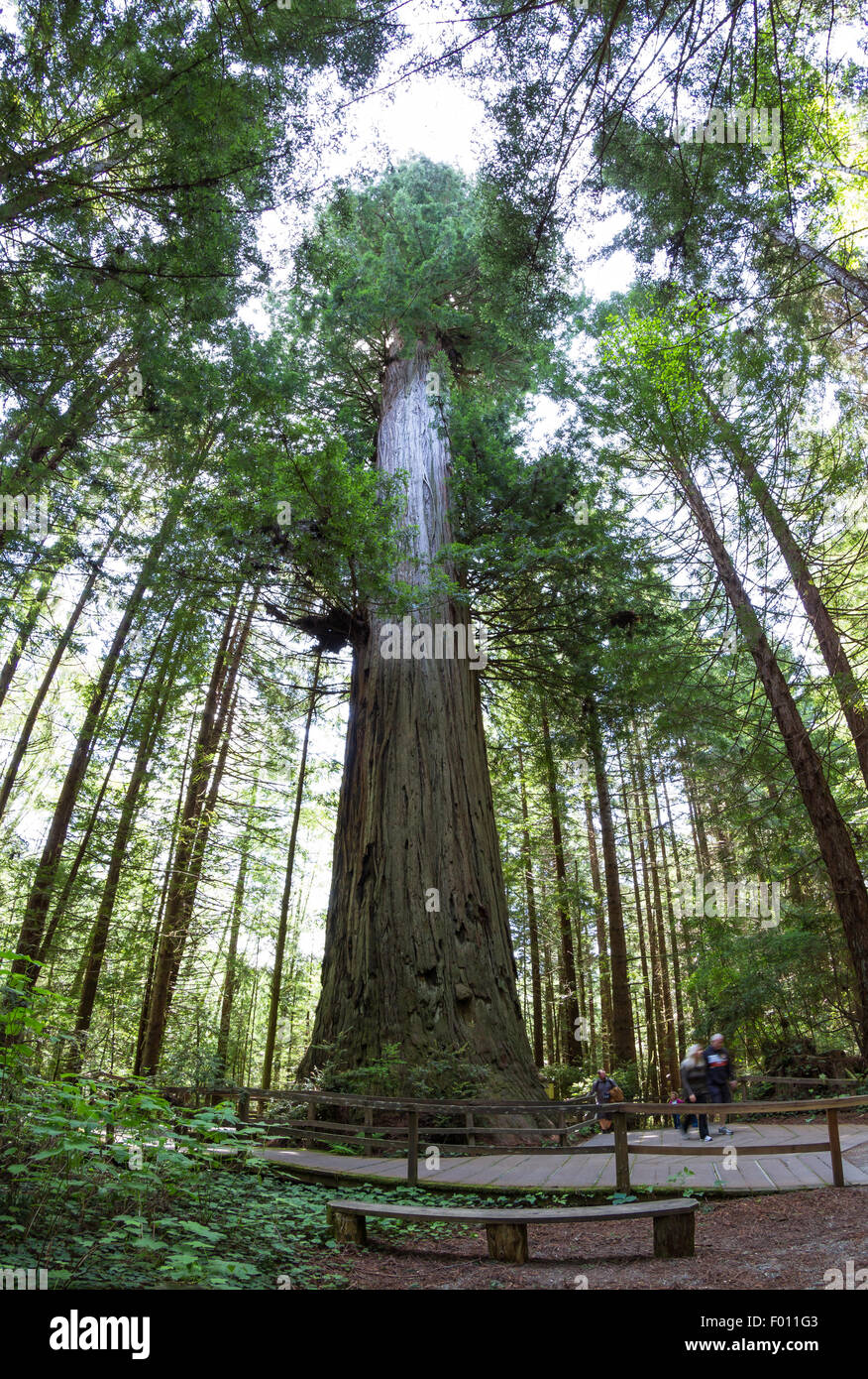 Klamath, California - June 16 : Family walking thru giant trees at the ...