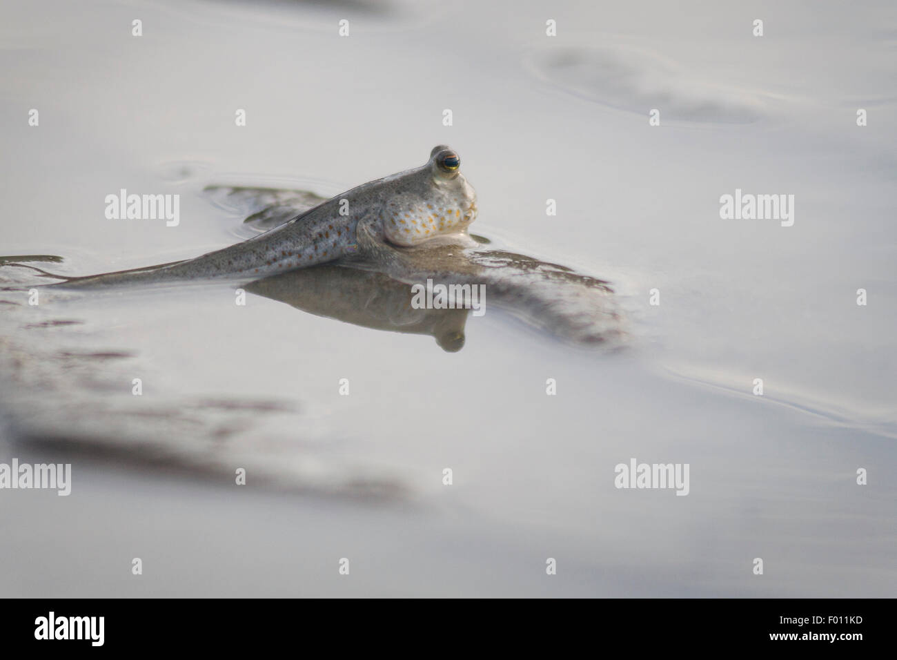 Mudskipper on land. Photographed in Bako National Park (Sarawak ...