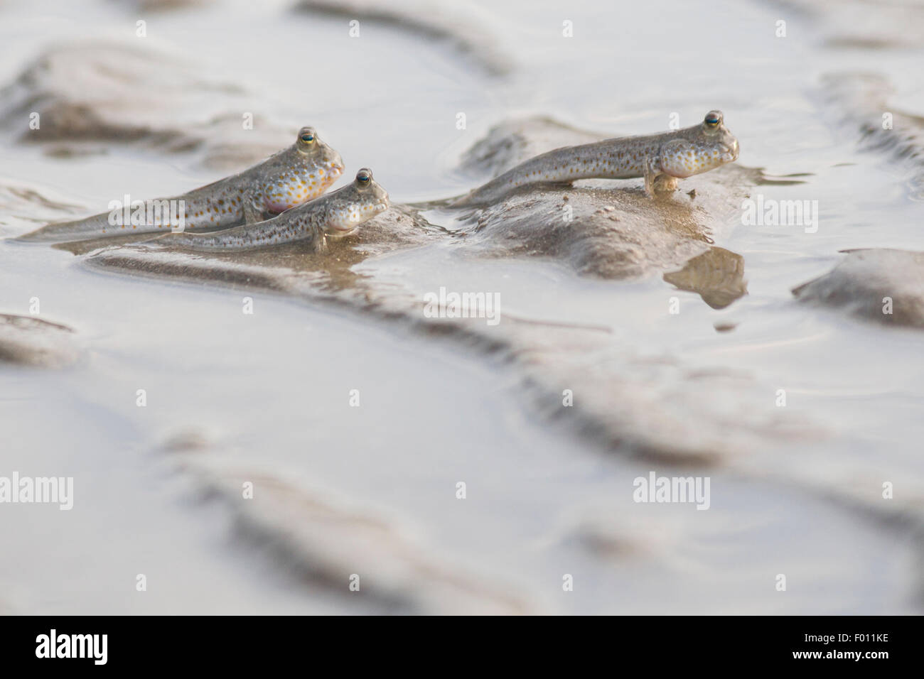Mudskippers on land. Photographed in Bako National Park (Sarawak ...