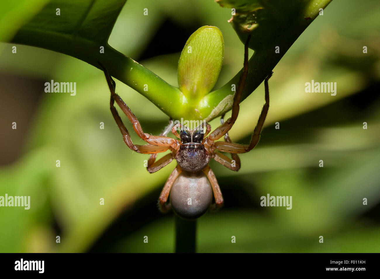 Spider on a plant Stock Photo - Alamy