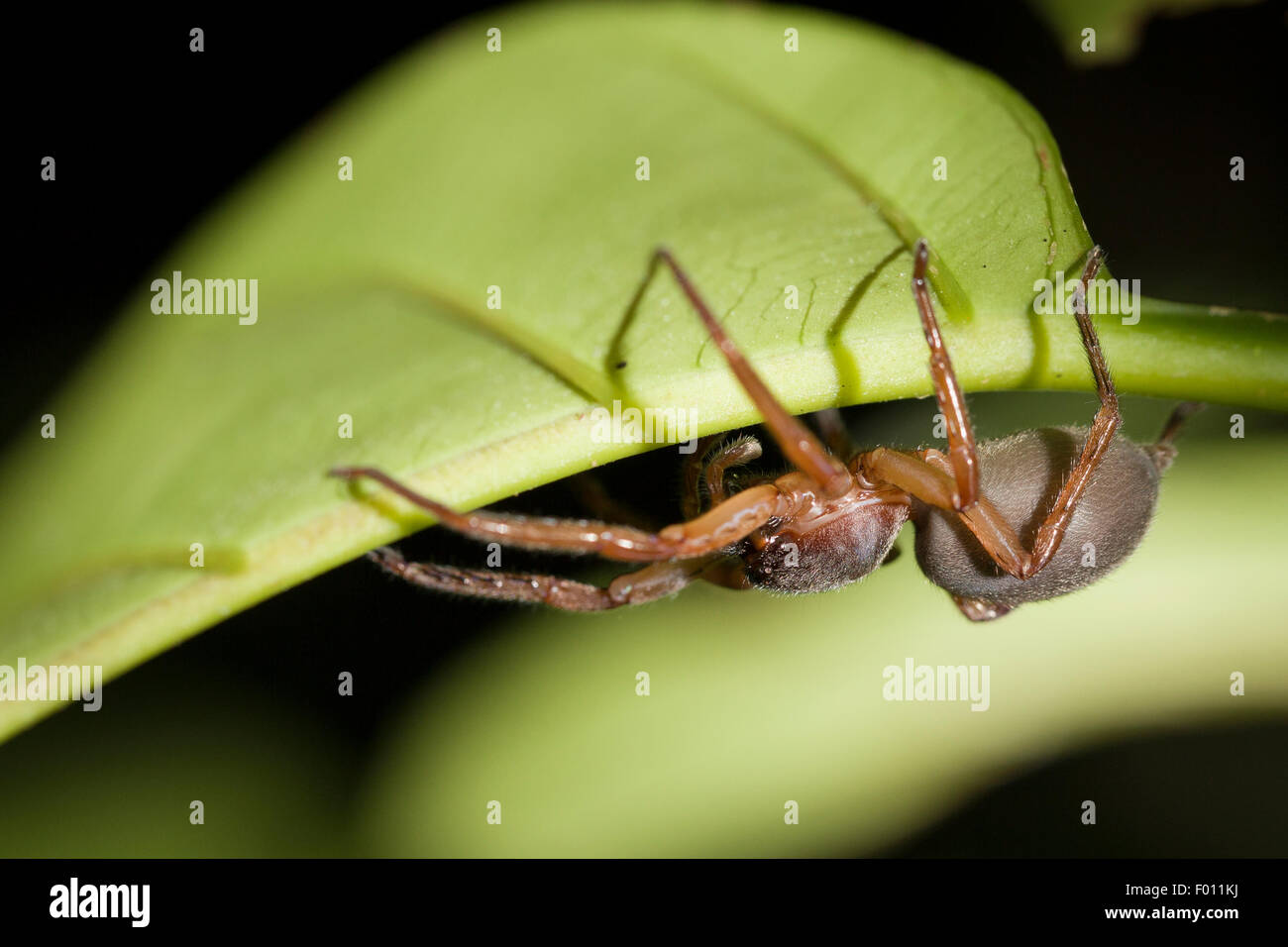Upside down spider hi-res stock photography and images - Alamy