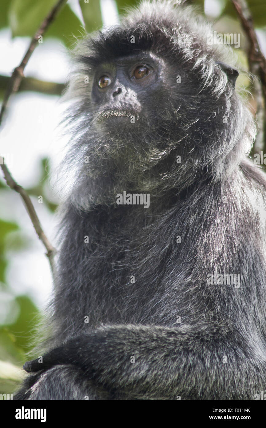 Trachypithecus cristatus portrait hi-res stock photography and images ...