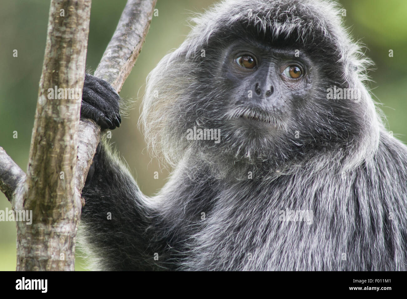 Close up of a silvery langur (Trachypithecus cristatus) perched in a ...