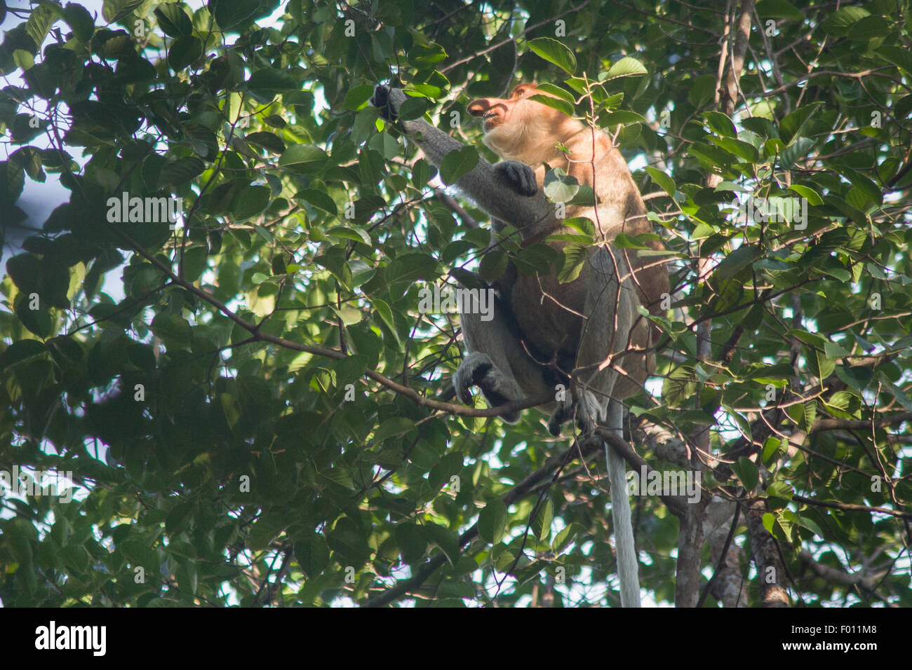 Large male proboscis monkey (Nasalis larvatus) foraging in a tree. The ...