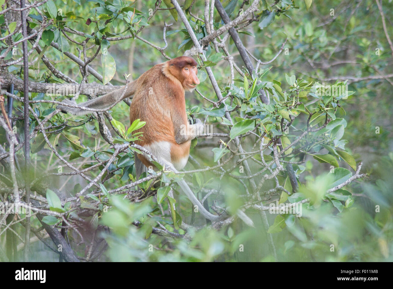 Proboscis monkey (Nasalis larvatus) perched in a mangrove tree eating ...