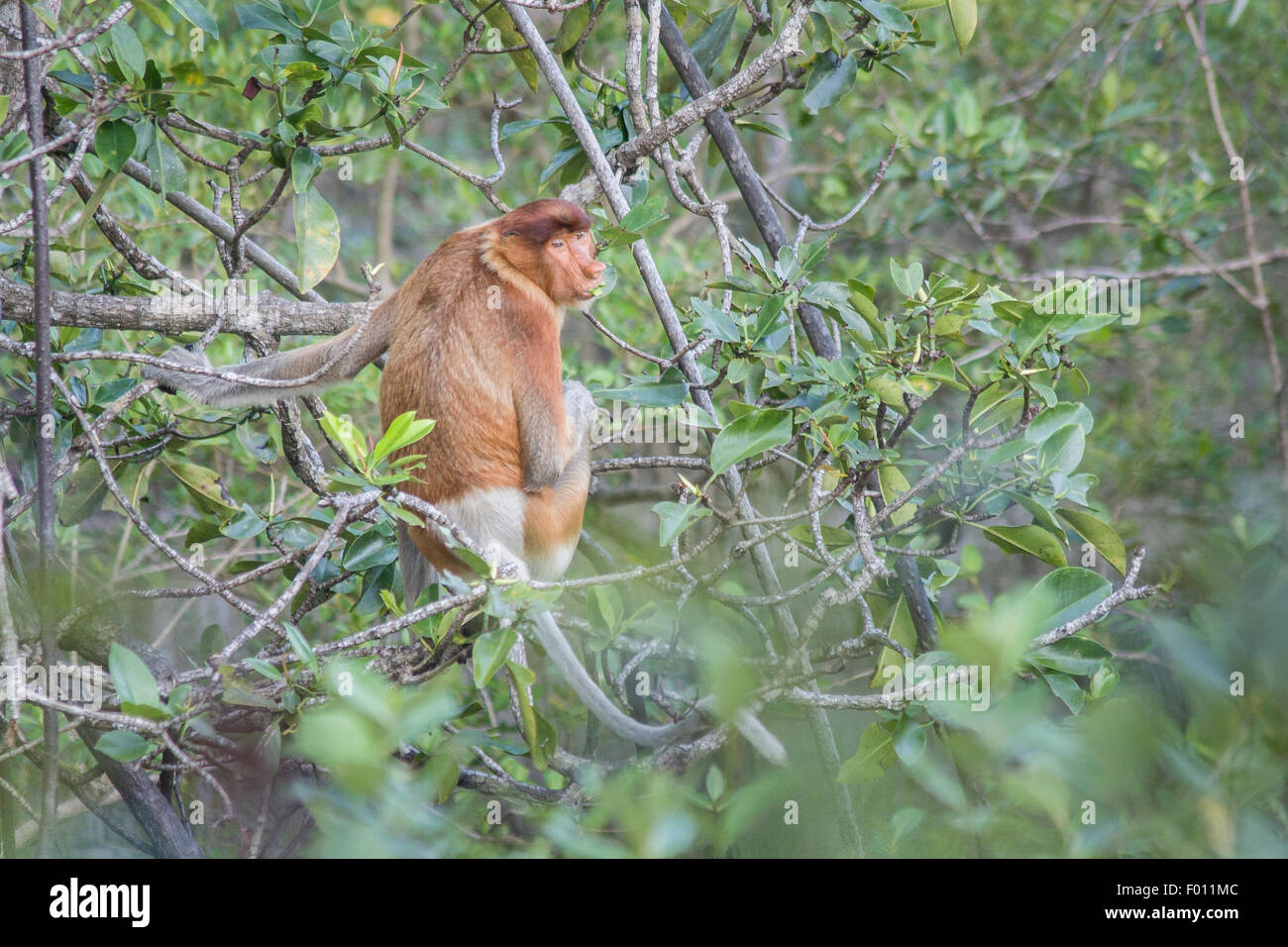 Proboscis monkey (Nasalis larvatus) perched in a mangrove tree eating ...