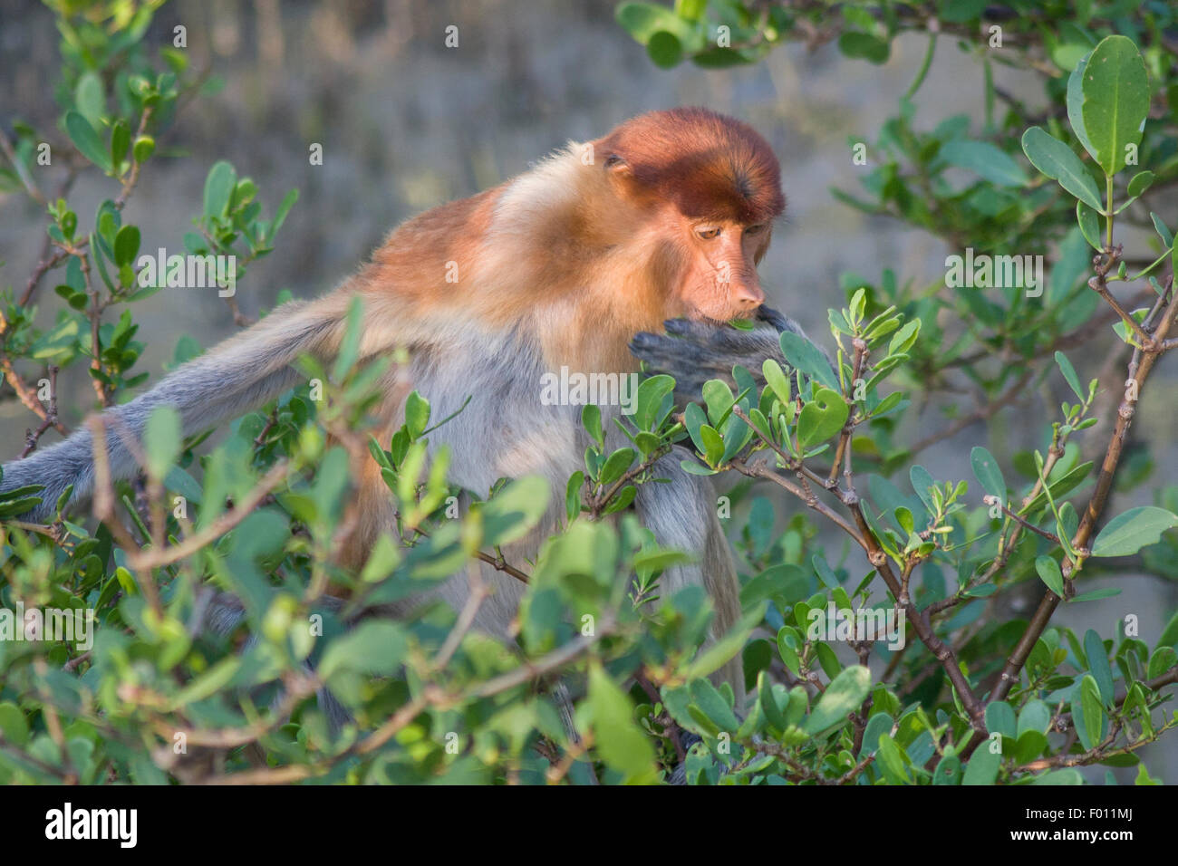 Proboscis monkey (Nasalis larvatus) perched in a mangrove tree eating ...
