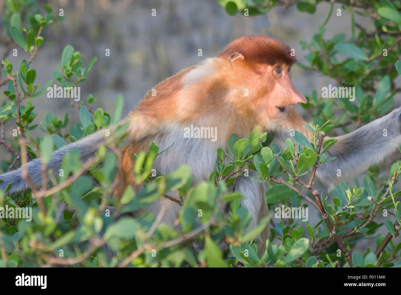 Proboscis monkey (Nasalis larvatus) foraging for food in a mangrove ...