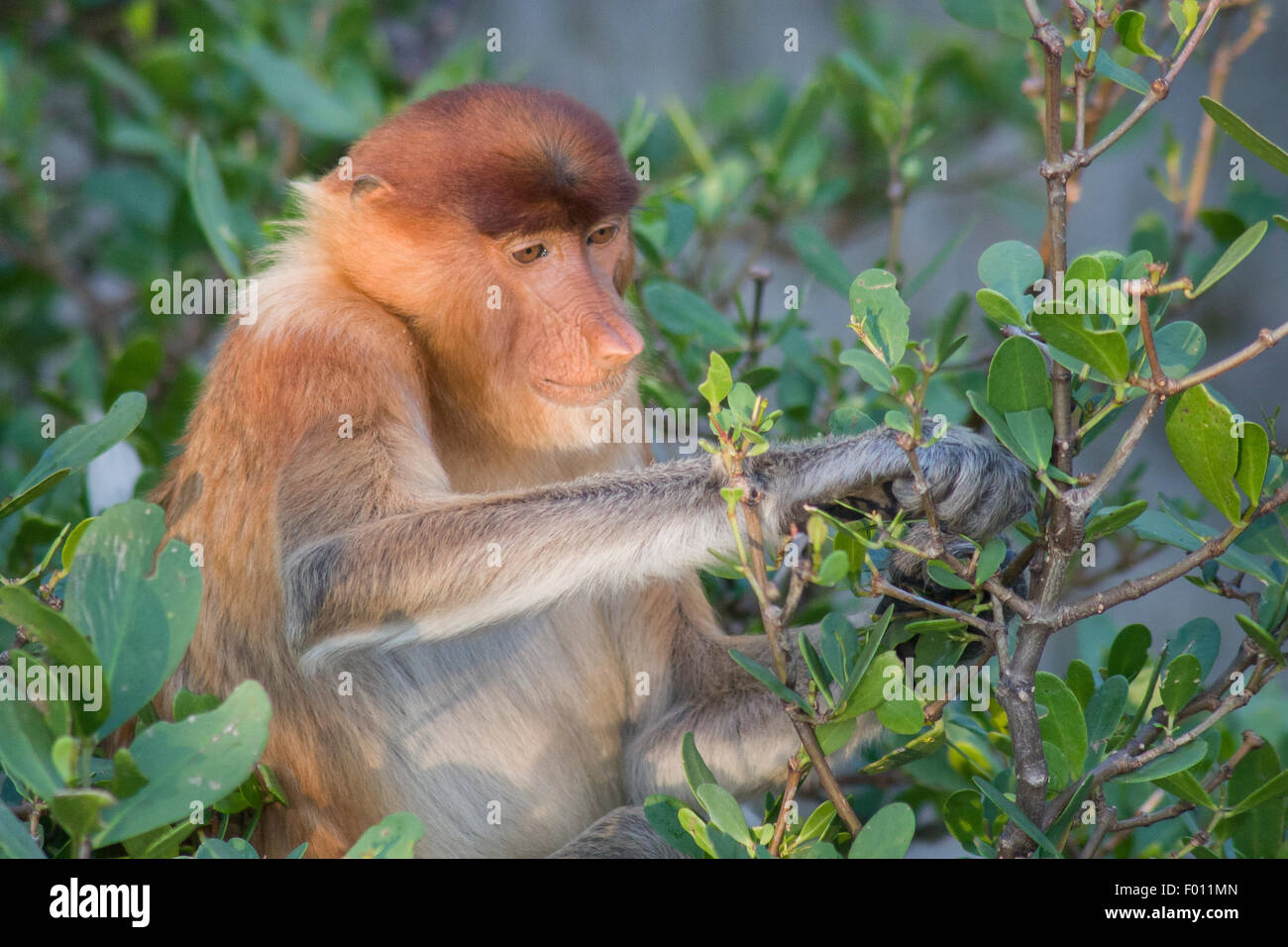 Monyet belanda hi-res stock photography and images - Alamy