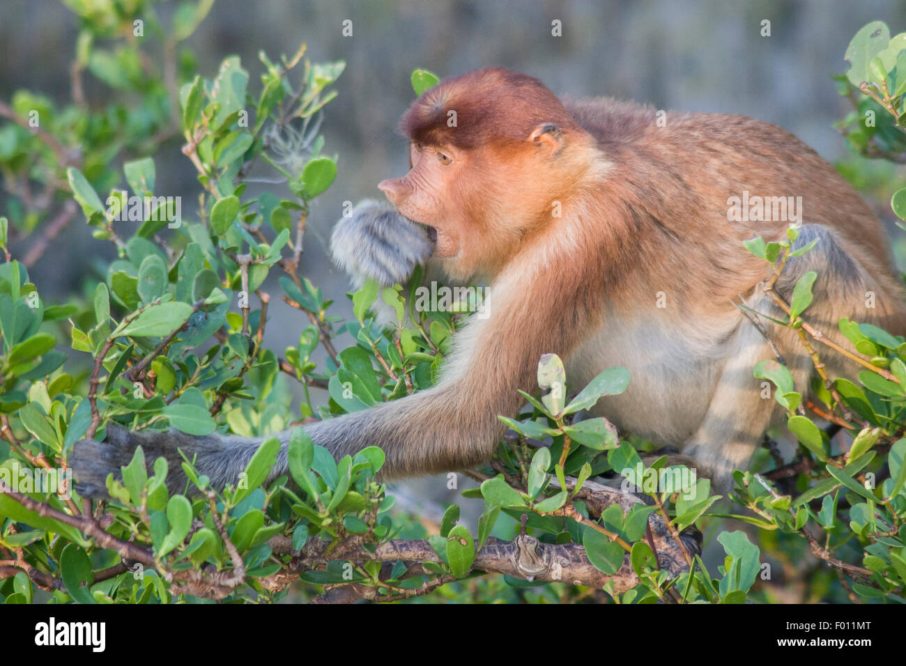 Proboscis monkey (Nasalis larvatus) perched in a mangrove tree eating ...