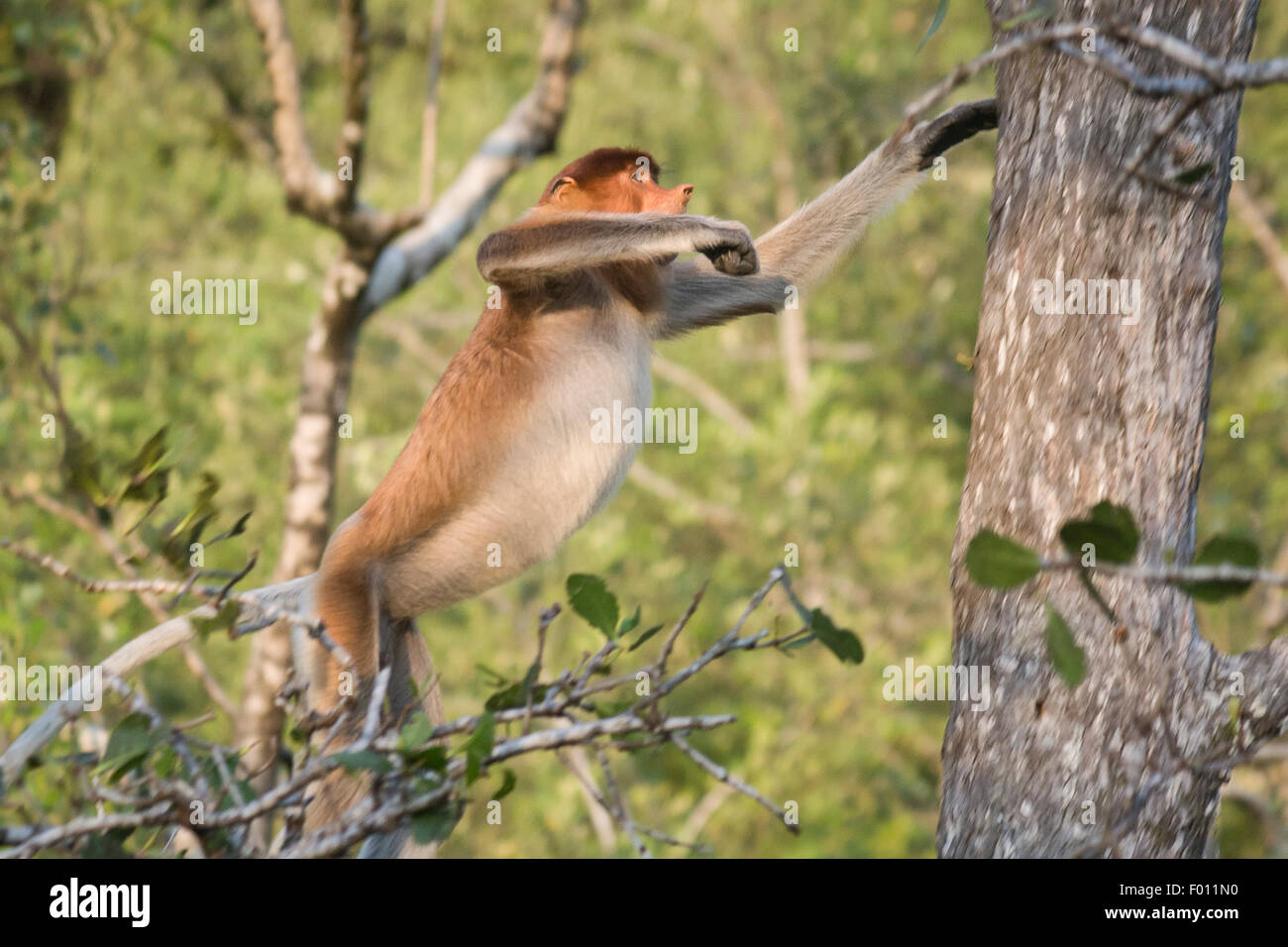 Proboscis monkey (Nasalis larvatus) leaping from treetop to treetop ...