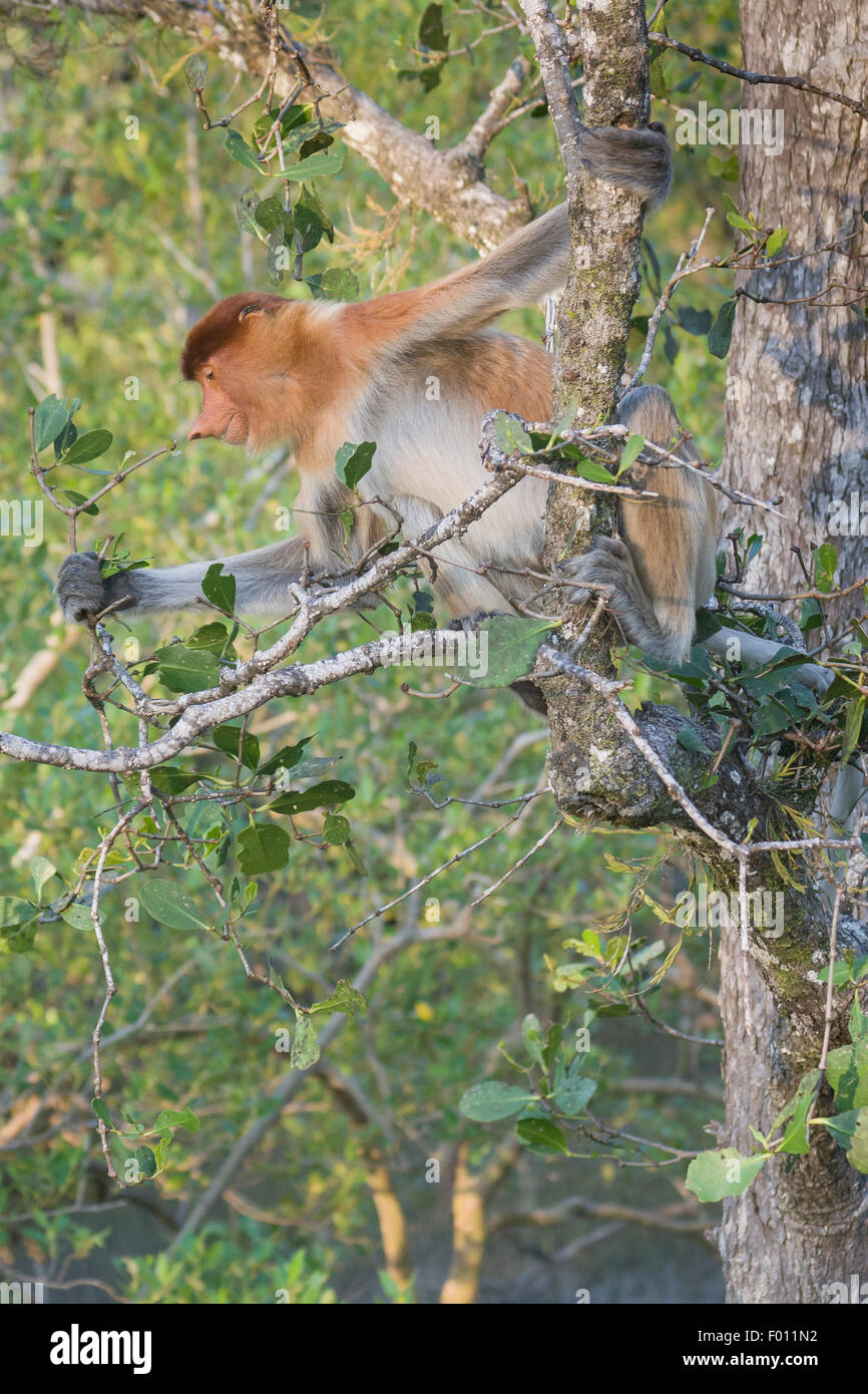 Proboscis monkey (Nasalis larvatus) foraging for food in a mangrove ...