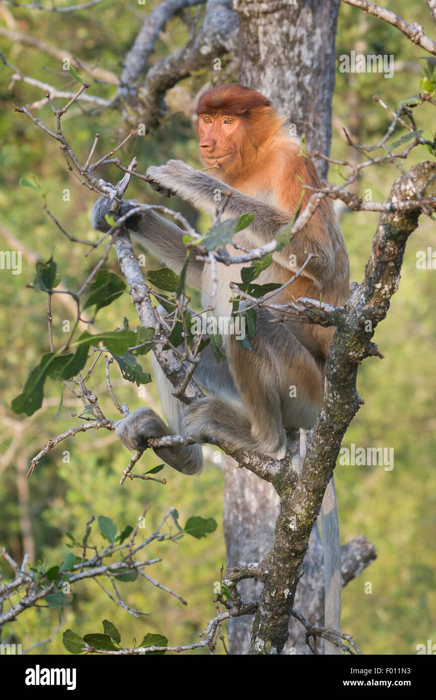 Proboscis monkey (Nasalis larvatus) foraging for food in a mangrove ...