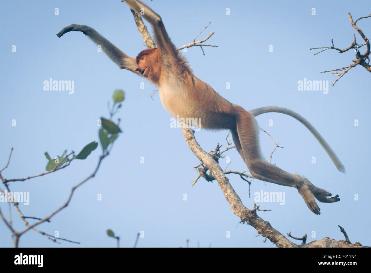 Monkey Jumping Monkey Jump Images – Browse 15,783 Stock Photos,