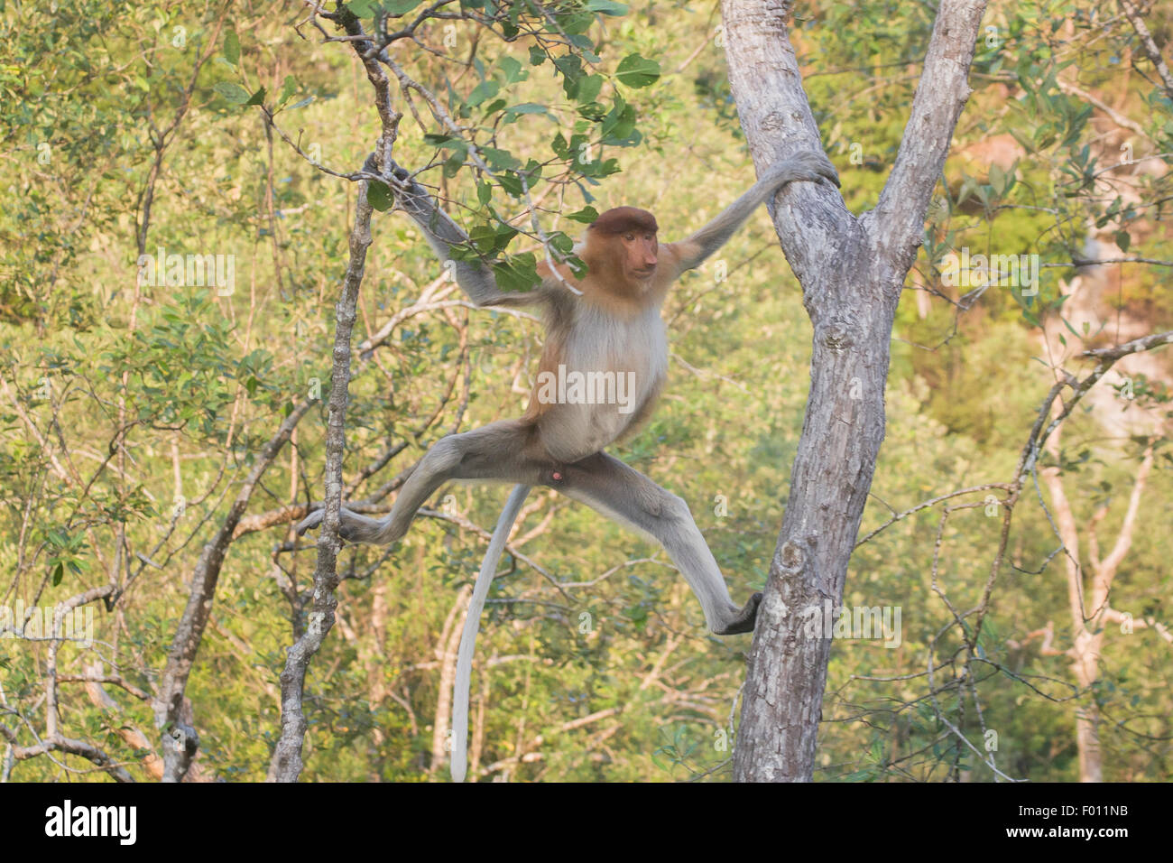 Monkey reach reaching hi-res stock photography and images - Alamy