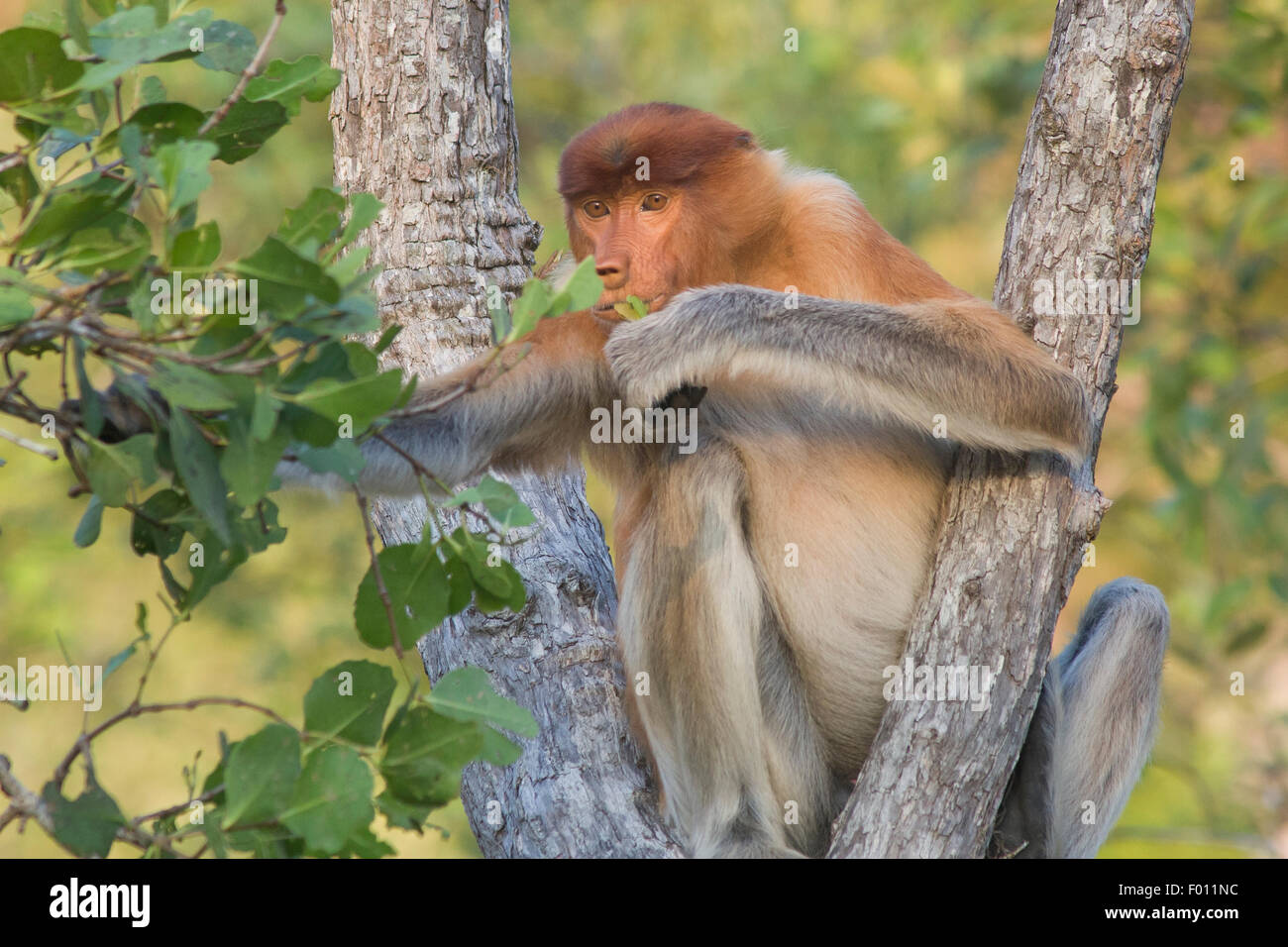 Proboscis monkey (Nasalis larvatus) perched in a mangrove tree eating ...