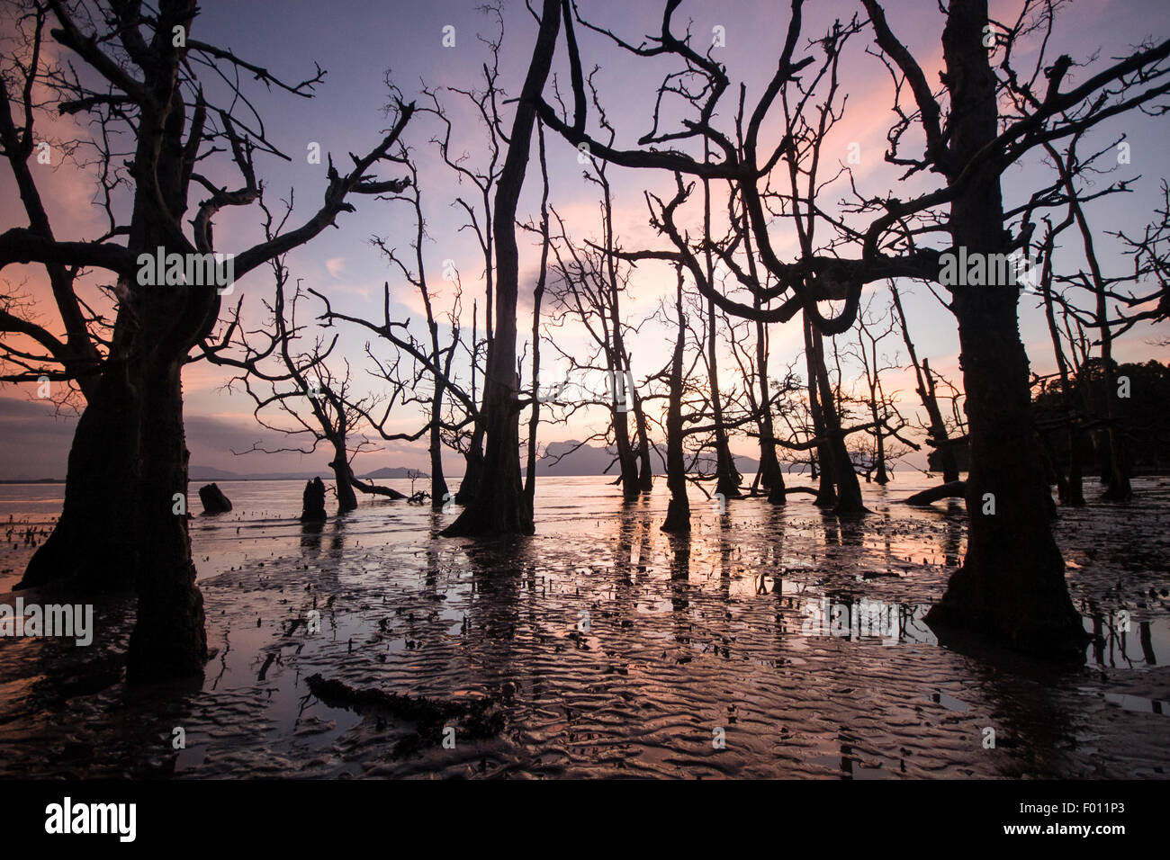 Colorful sunset over a mangrove forest at low tide Stock Photo - Alamy