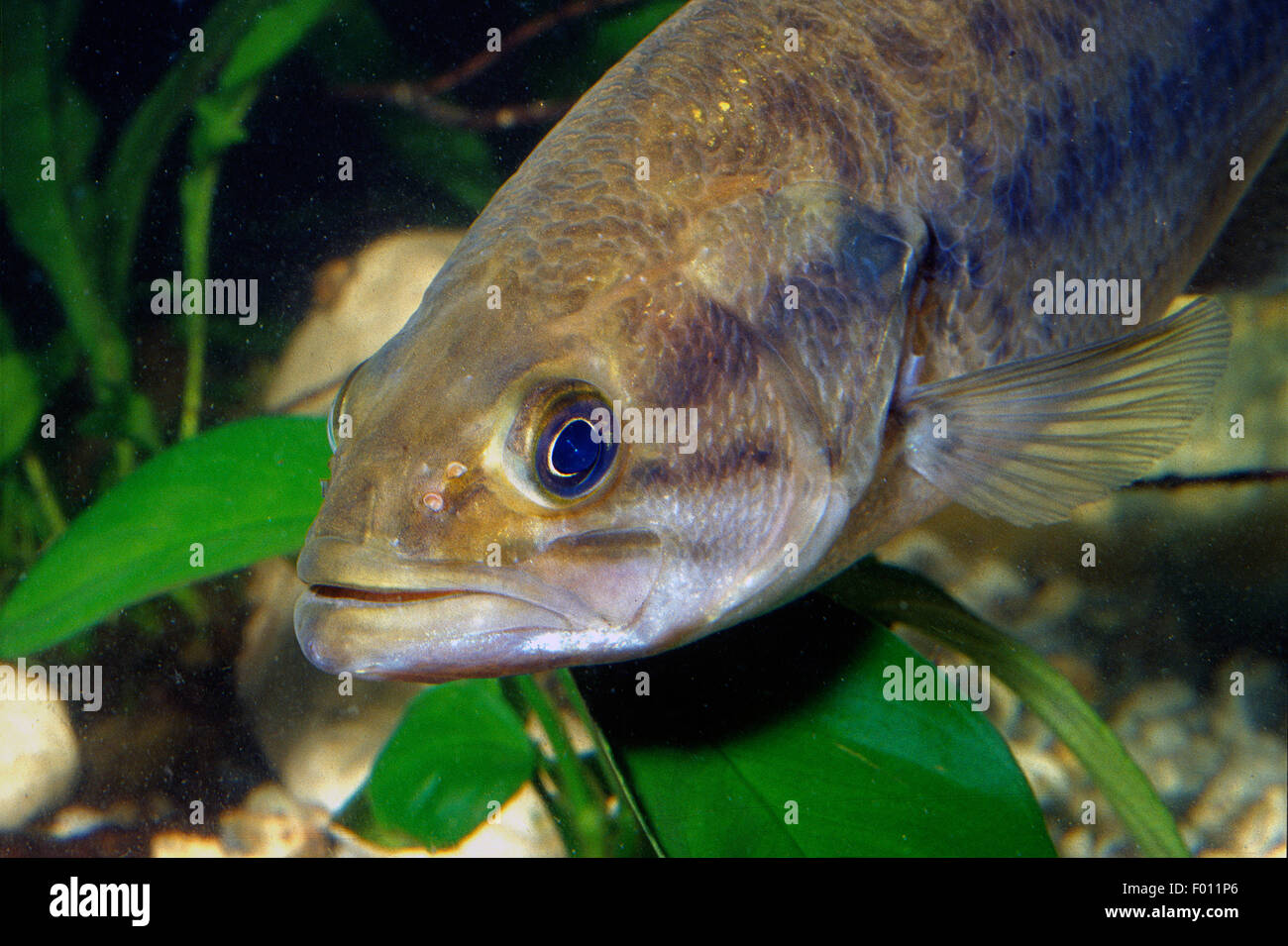 Black Bass, Micropterus salmoides, Centrarchidae, Italy Stock Photo - Alamy