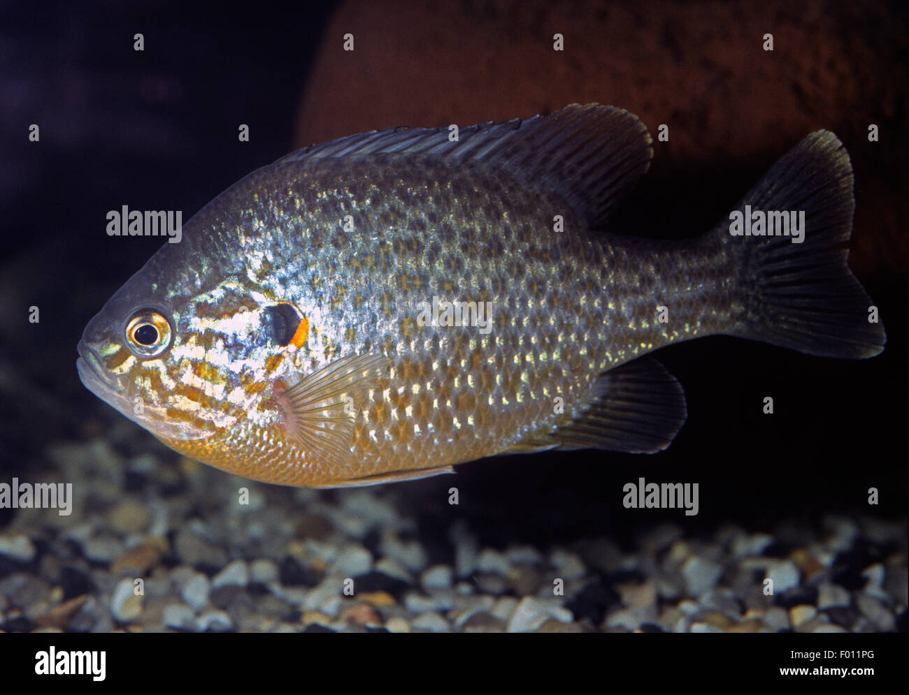 Pumpkinseed, Lepomis gibbosus, Centrarchidae, Italy Stock Photo - Alamy