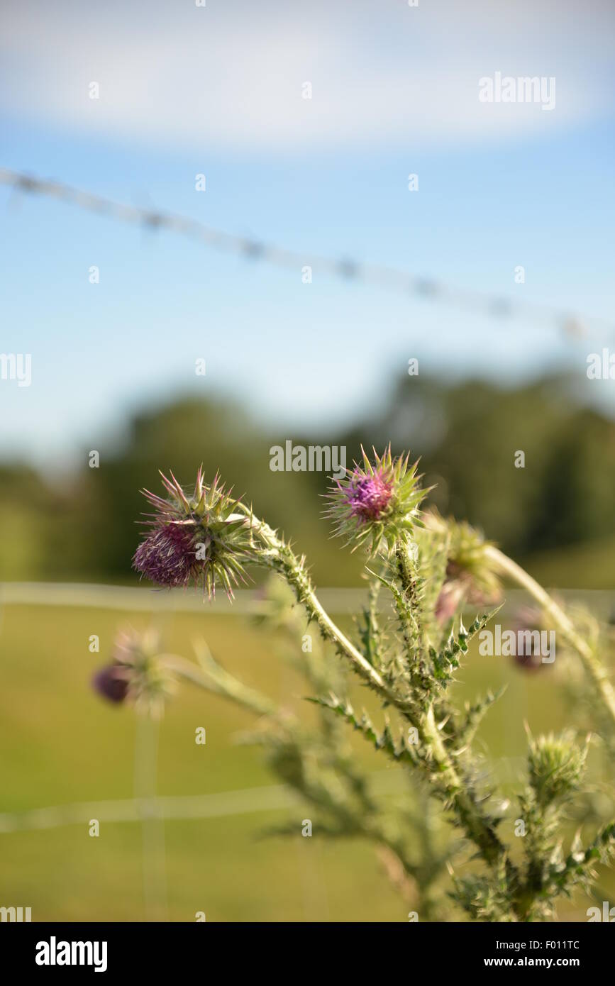 Barbed flower hi-res stock photography and images - Alamy