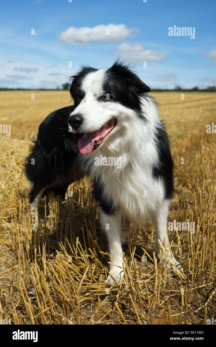 Border collie standing hi-res stock photography and images - Alamy