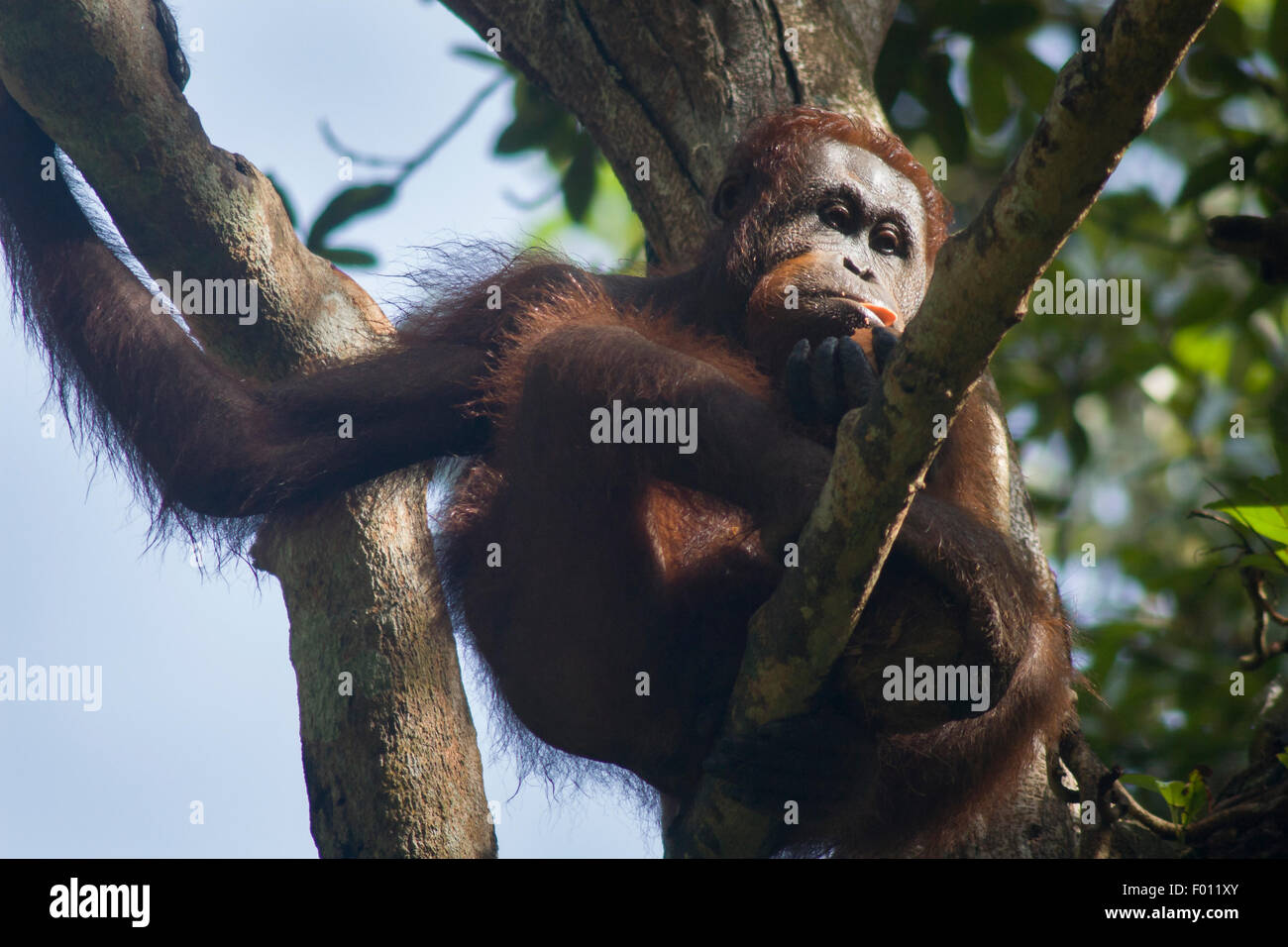 East borneo orangutan hi-res stock photography and images - Alamy