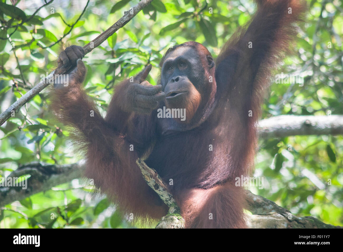Orangutan eating in a tree Stock Photo - Alamy