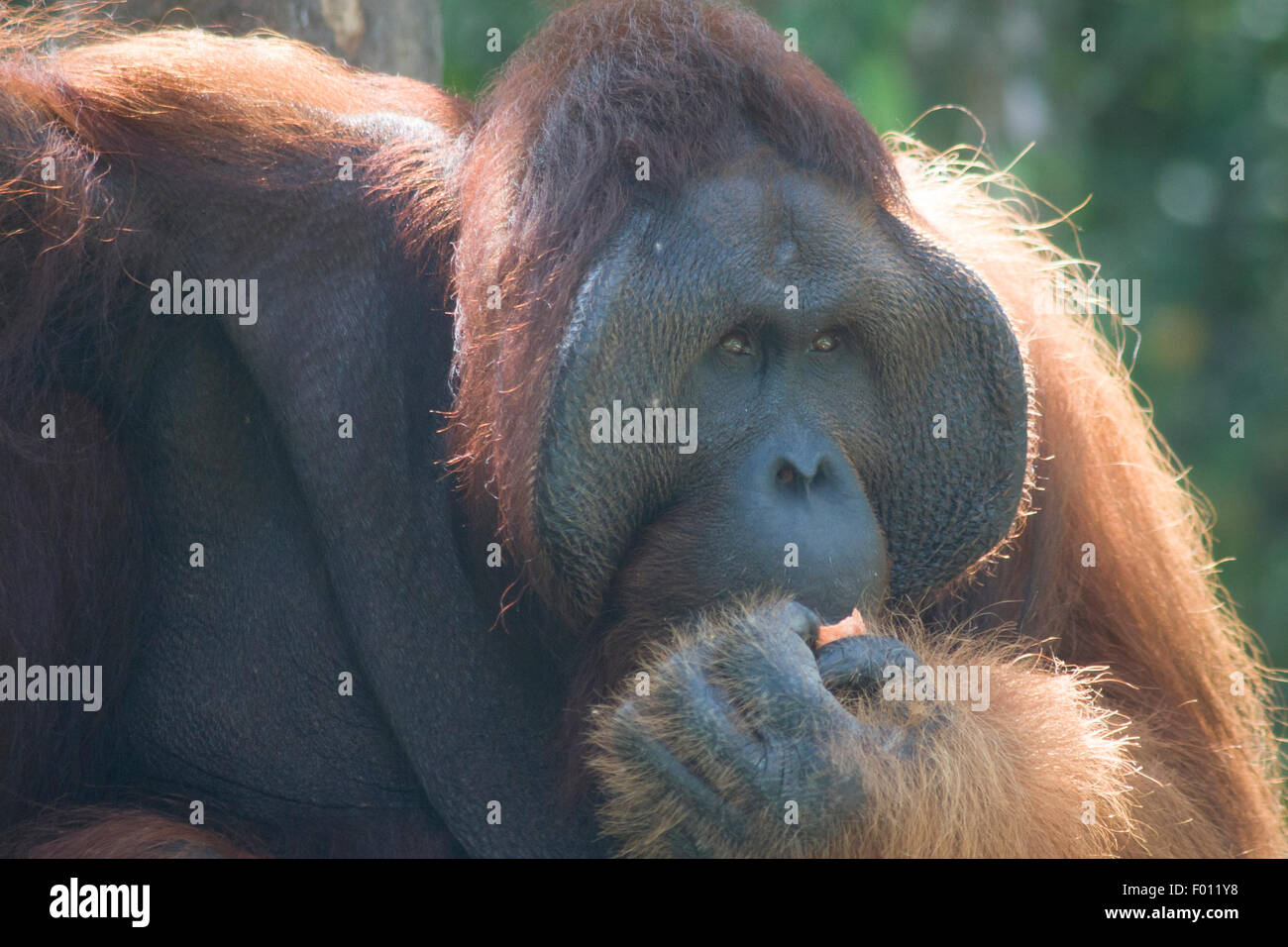 An extremely large male orangutan with the prominent cheek pads, throat ...