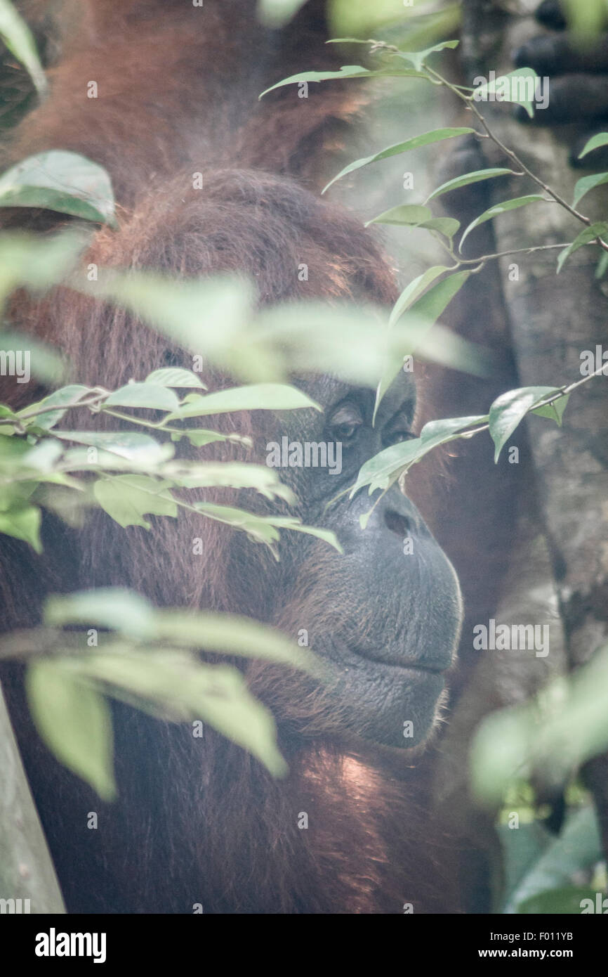 Profile of an orangutan in a tree Stock Photo - Alamy