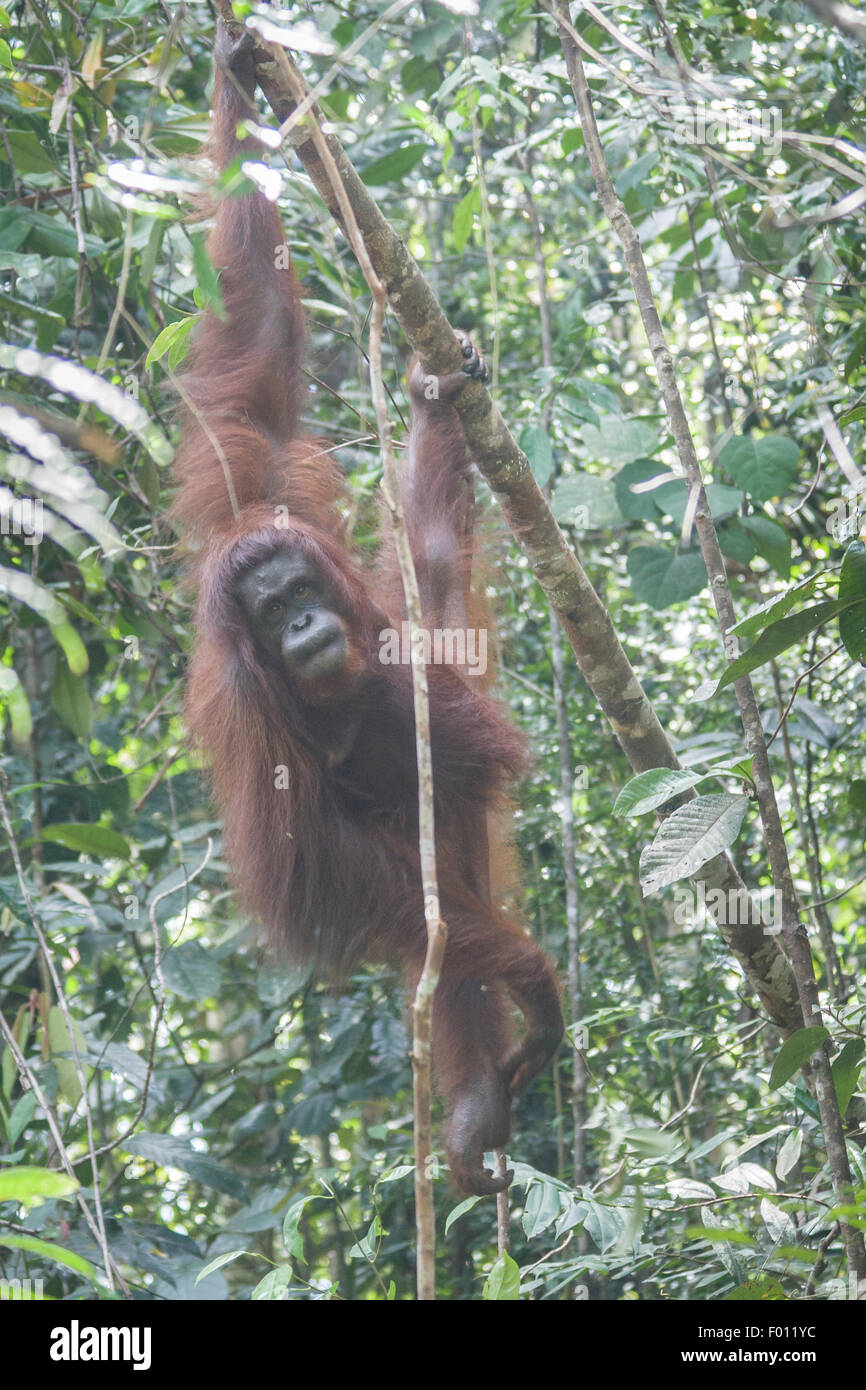 Orangutan in a tree Stock Photo - Alamy
