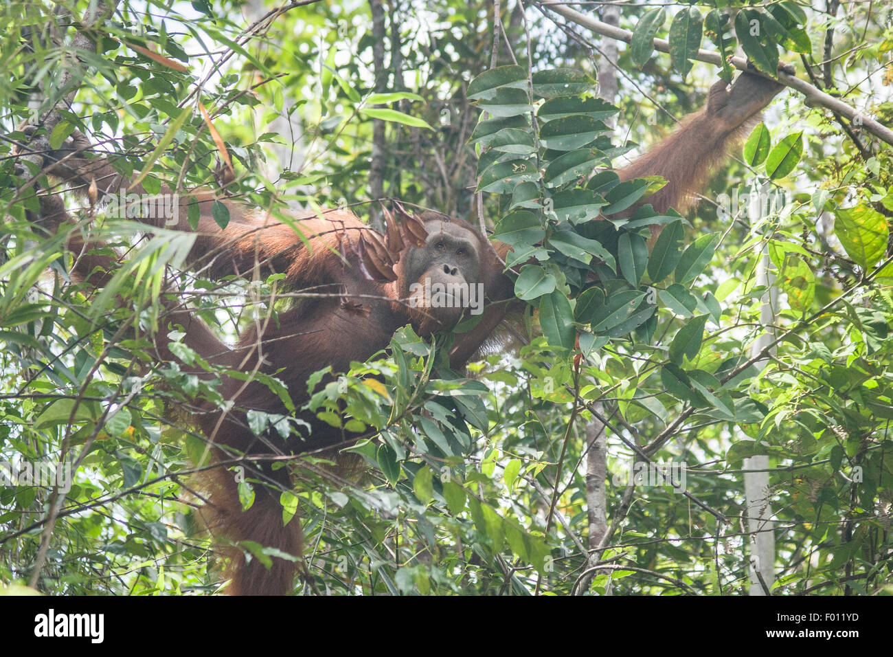 Orangutan in a tree Stock Photo - Alamy