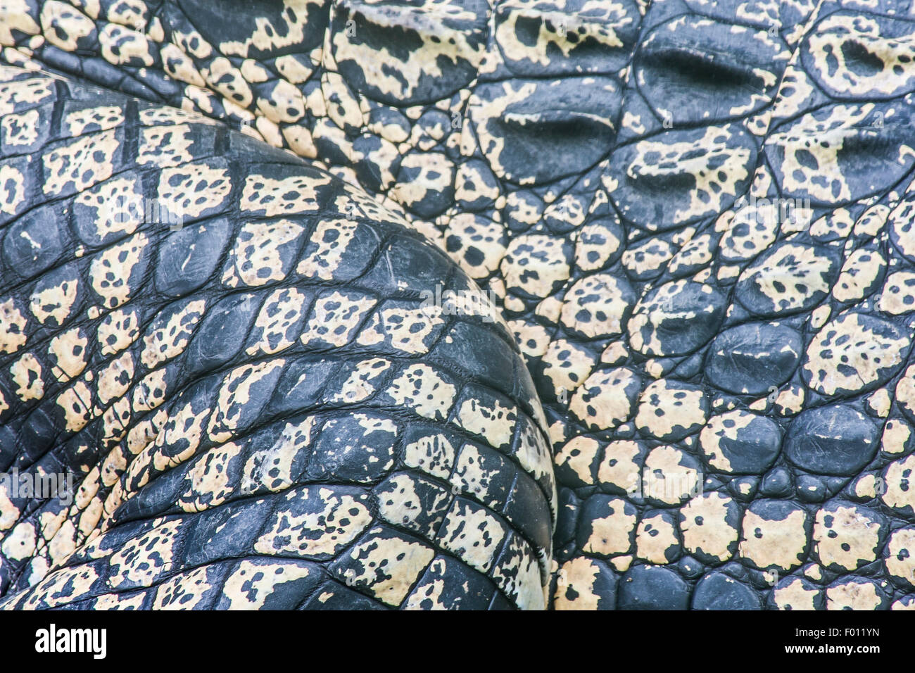 Close-up of saltwater crocodile skin Stock Photo - Alamy