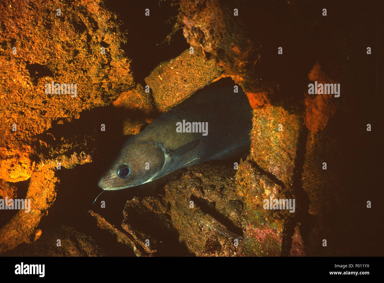 Gadidae fish hi-res stock photography and images - Alamy