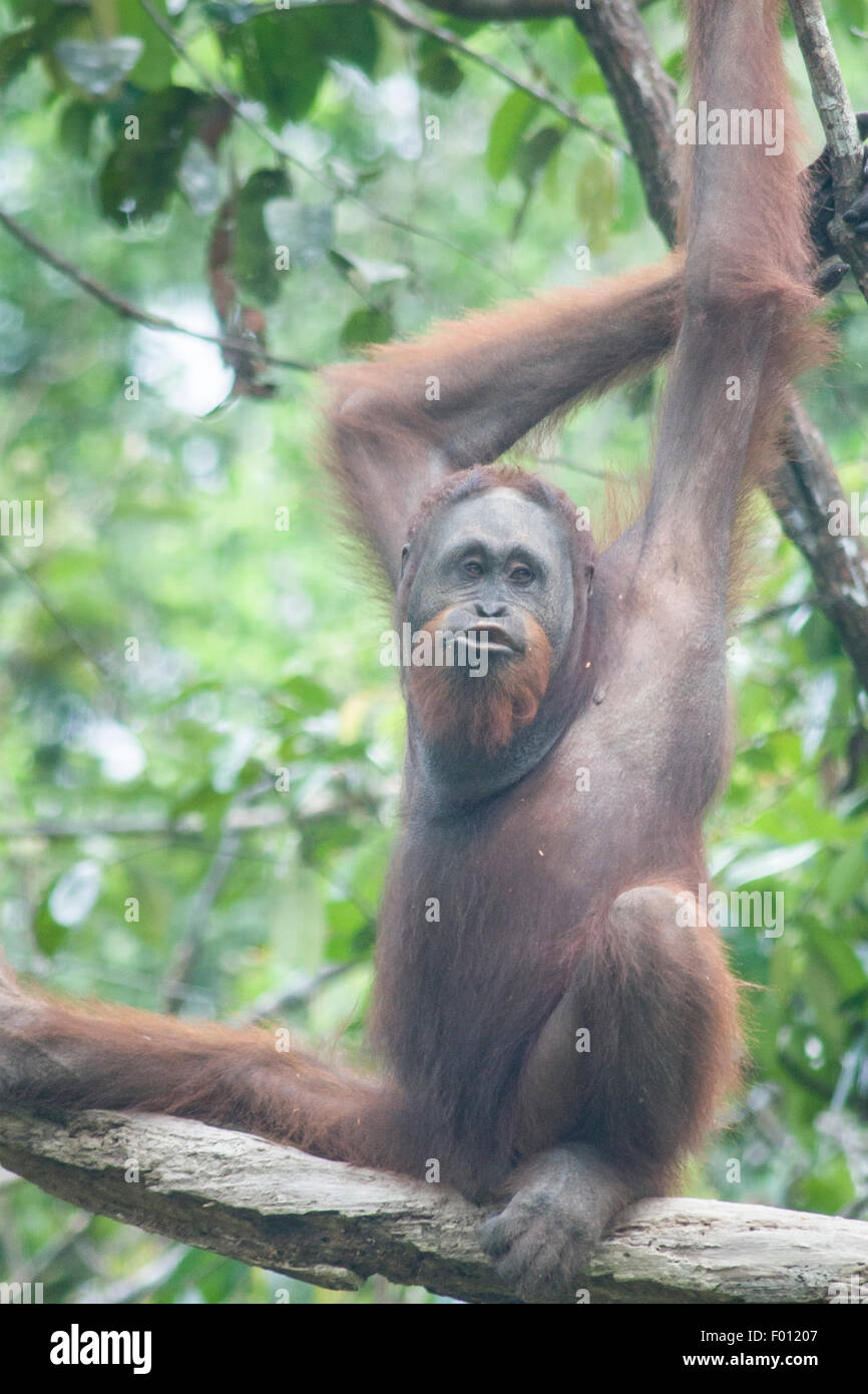 East borneo orangutan hi-res stock photography and images - Alamy