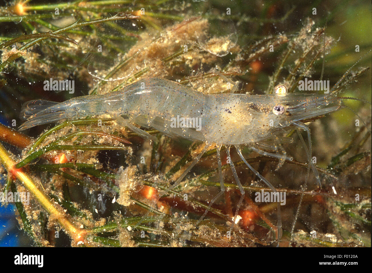 Freshwater grass shrimp, Palaemonetes antennarius, Palaemonidae, Italy ...