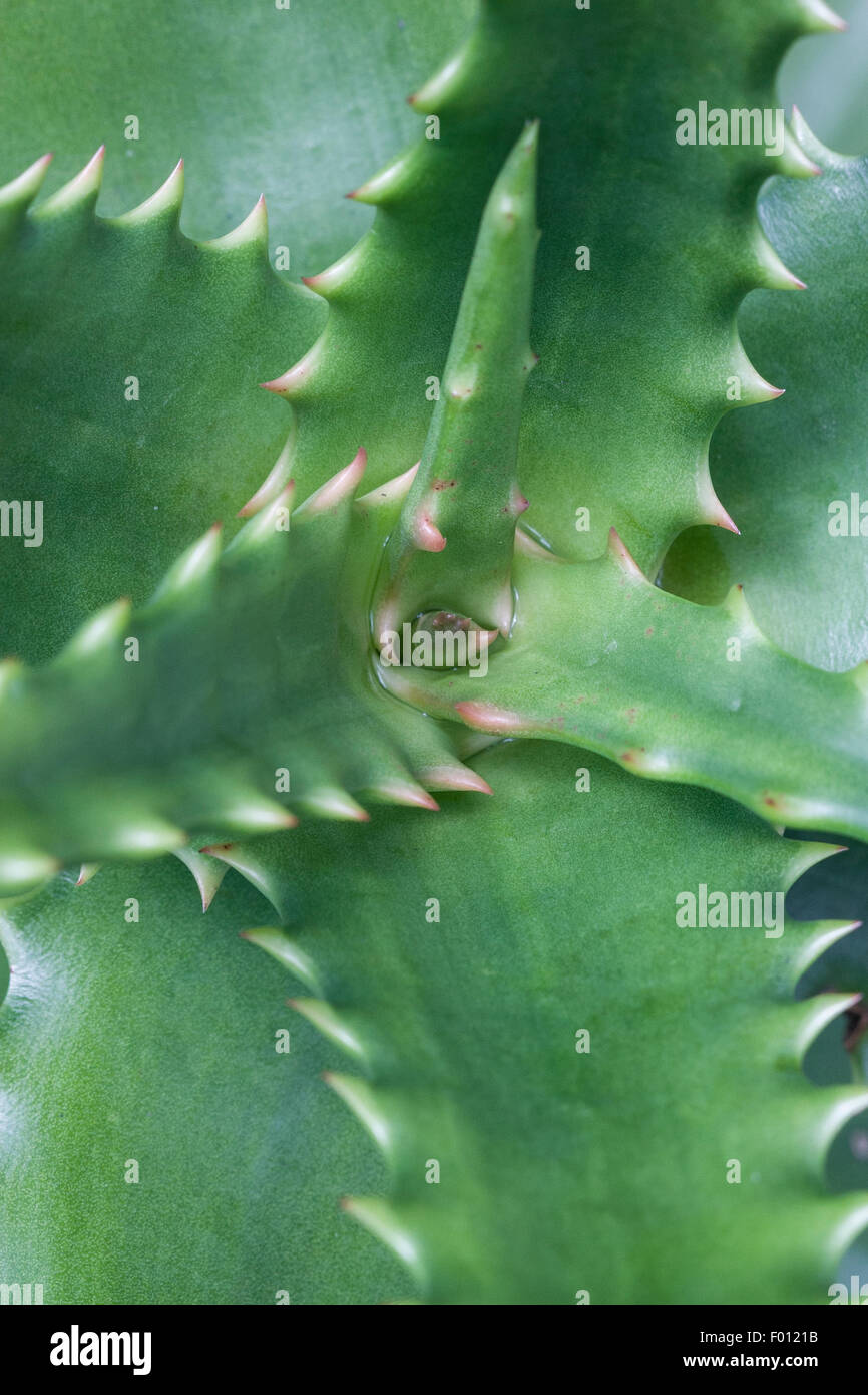 Spiny Leaves Abstract High Resolution Stock Photography and Images - Alamy