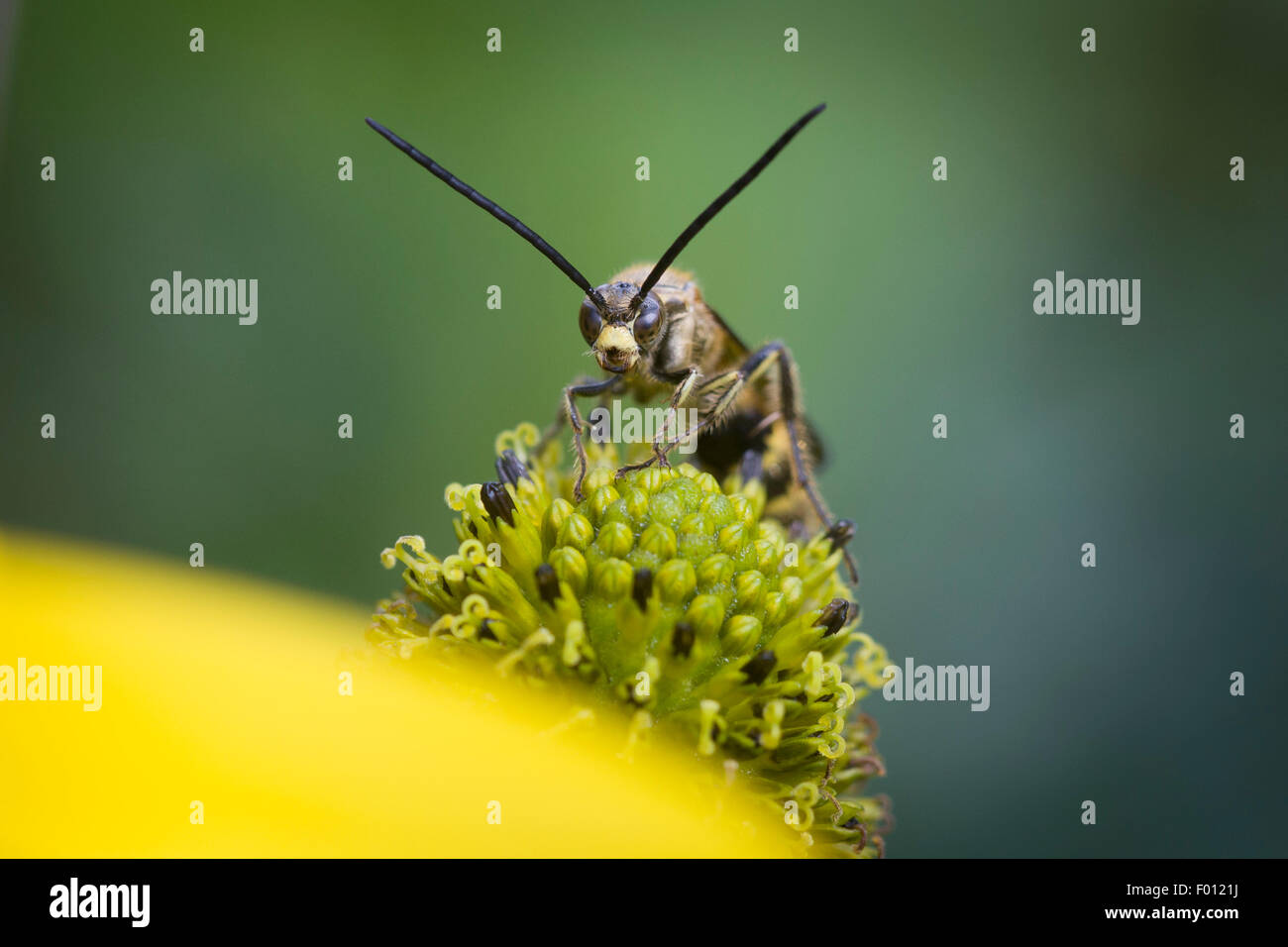Large wasp hi-res stock photography and images - Alamy
