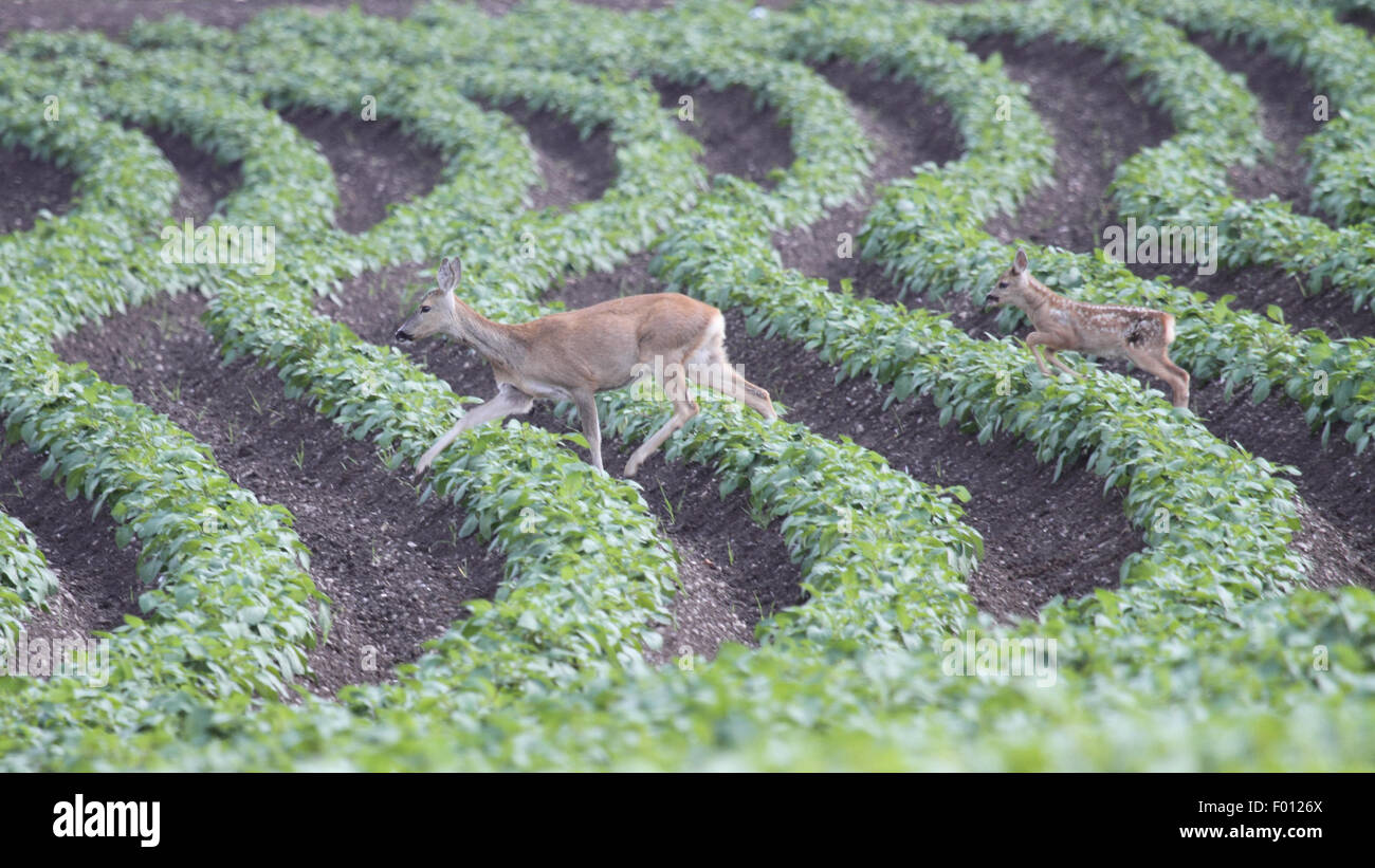 Scottish roe hi-res stock photography and images - Alamy