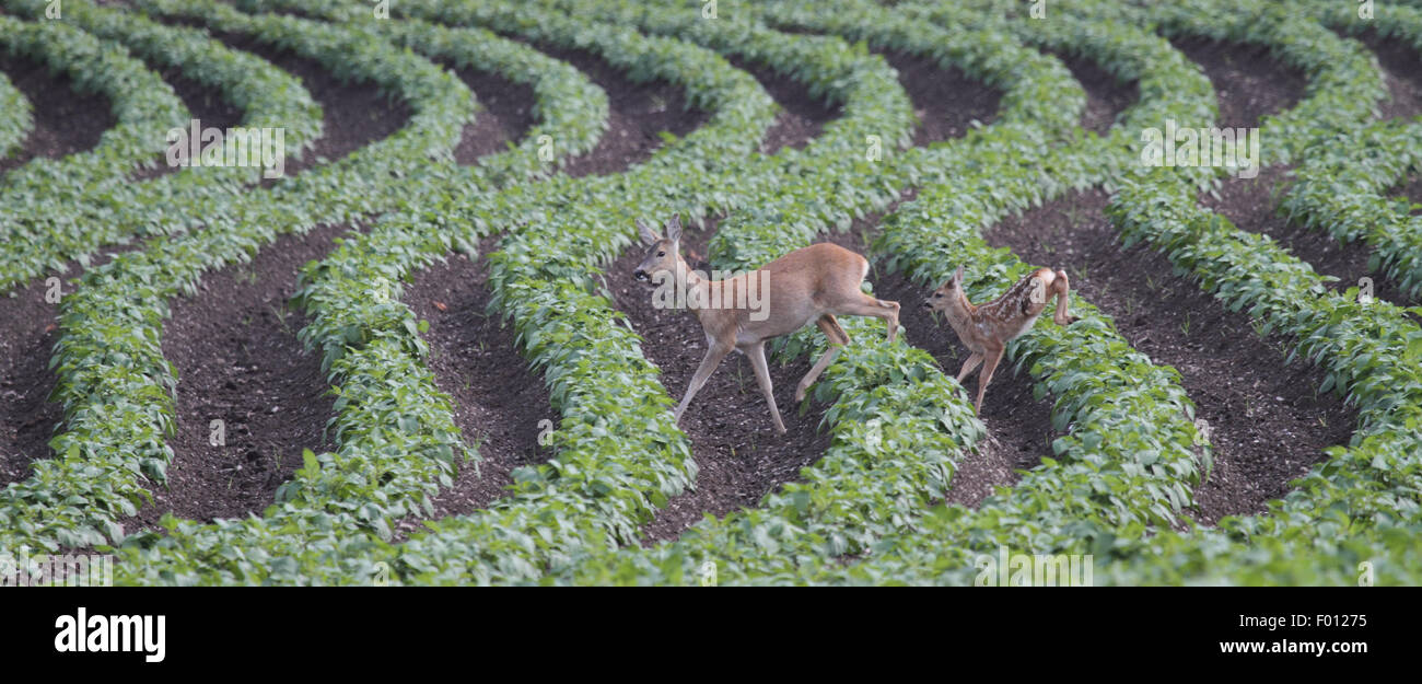 Wild Scottish roe deer and fawn in a potato field Stock Photo - Alamy